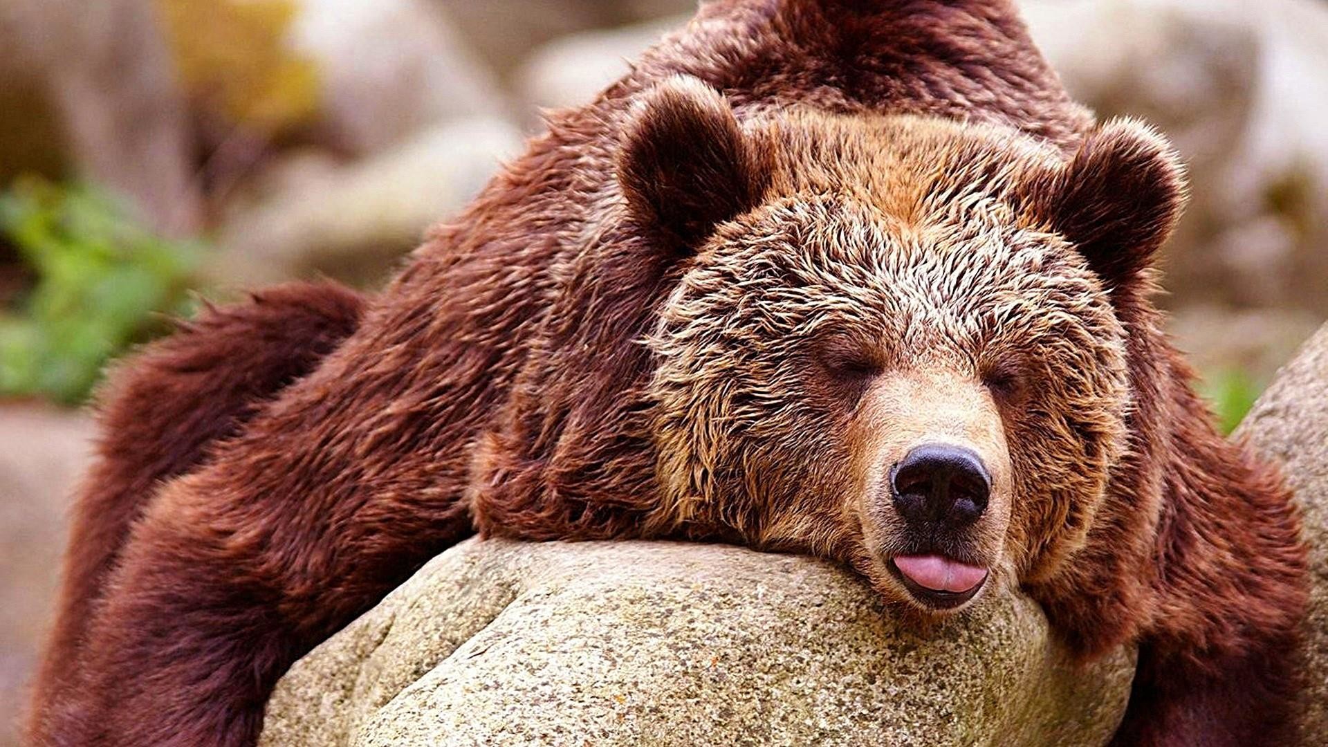 🔥 [50+] Cute Bear Wallpapers | WallpaperSafari