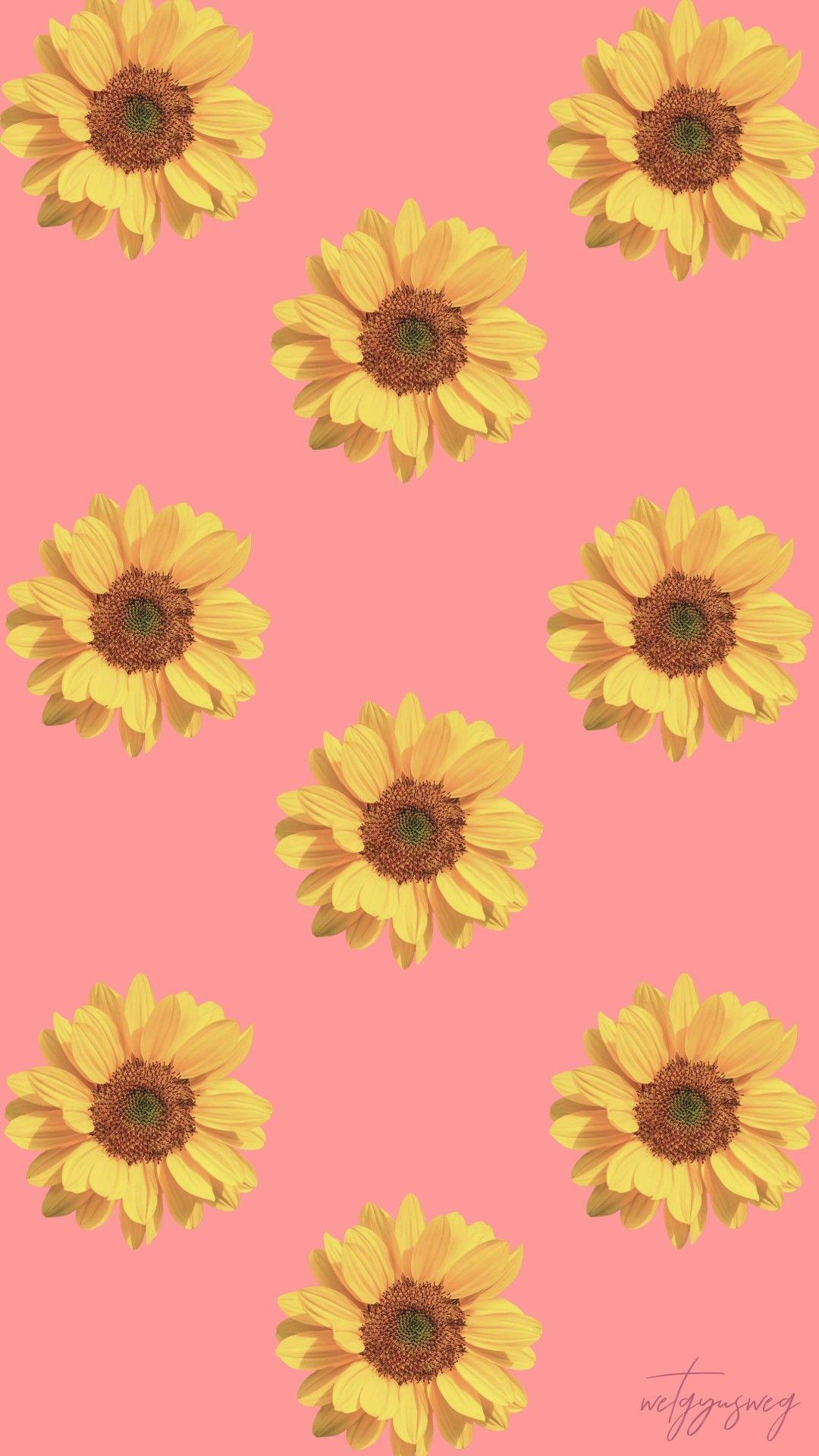 🔥 [30+] Pink Sunflower Wallpapers | WallpaperSafari