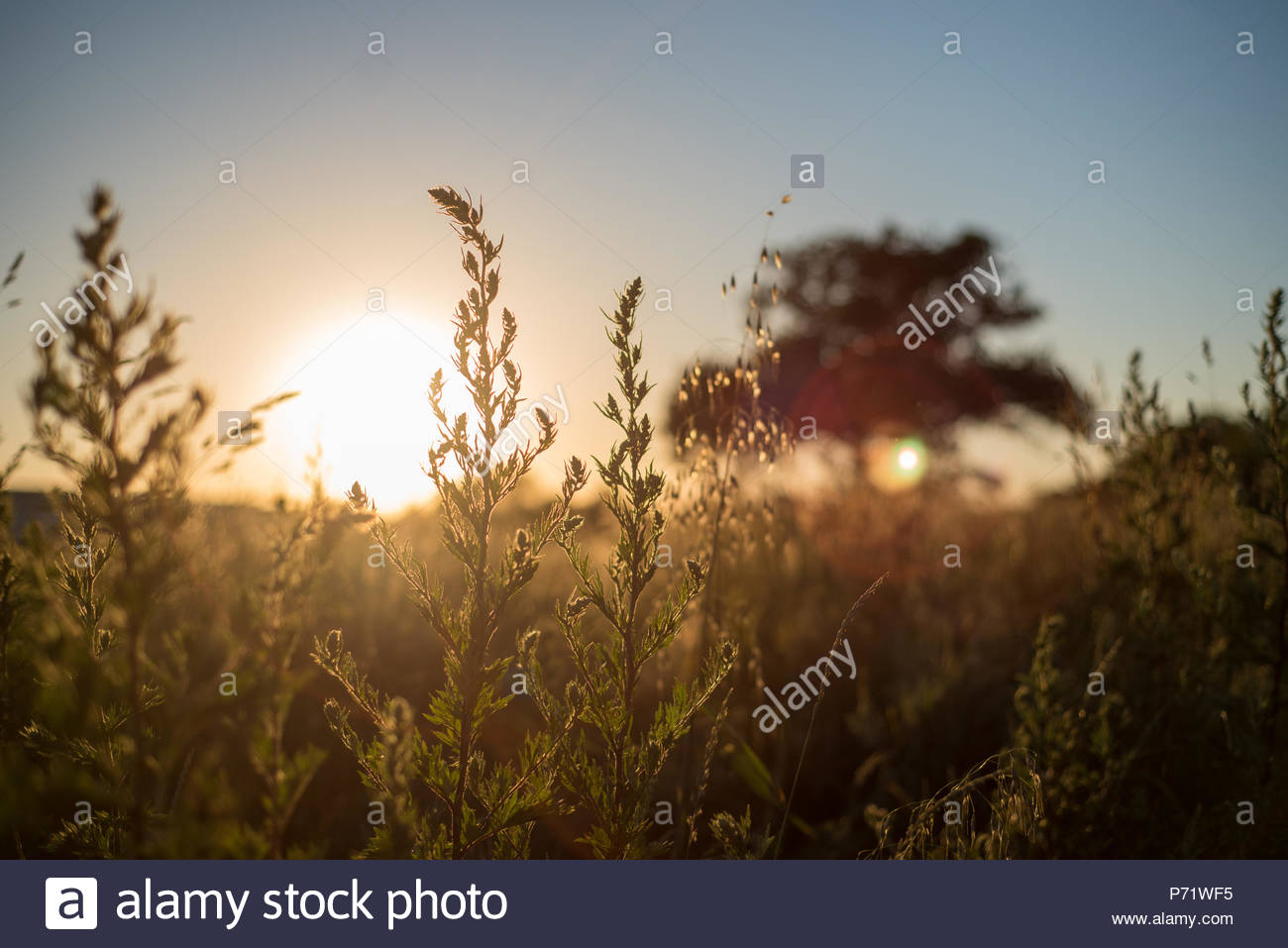 [42+] Sunlit Backgrounds | WallpaperSafari