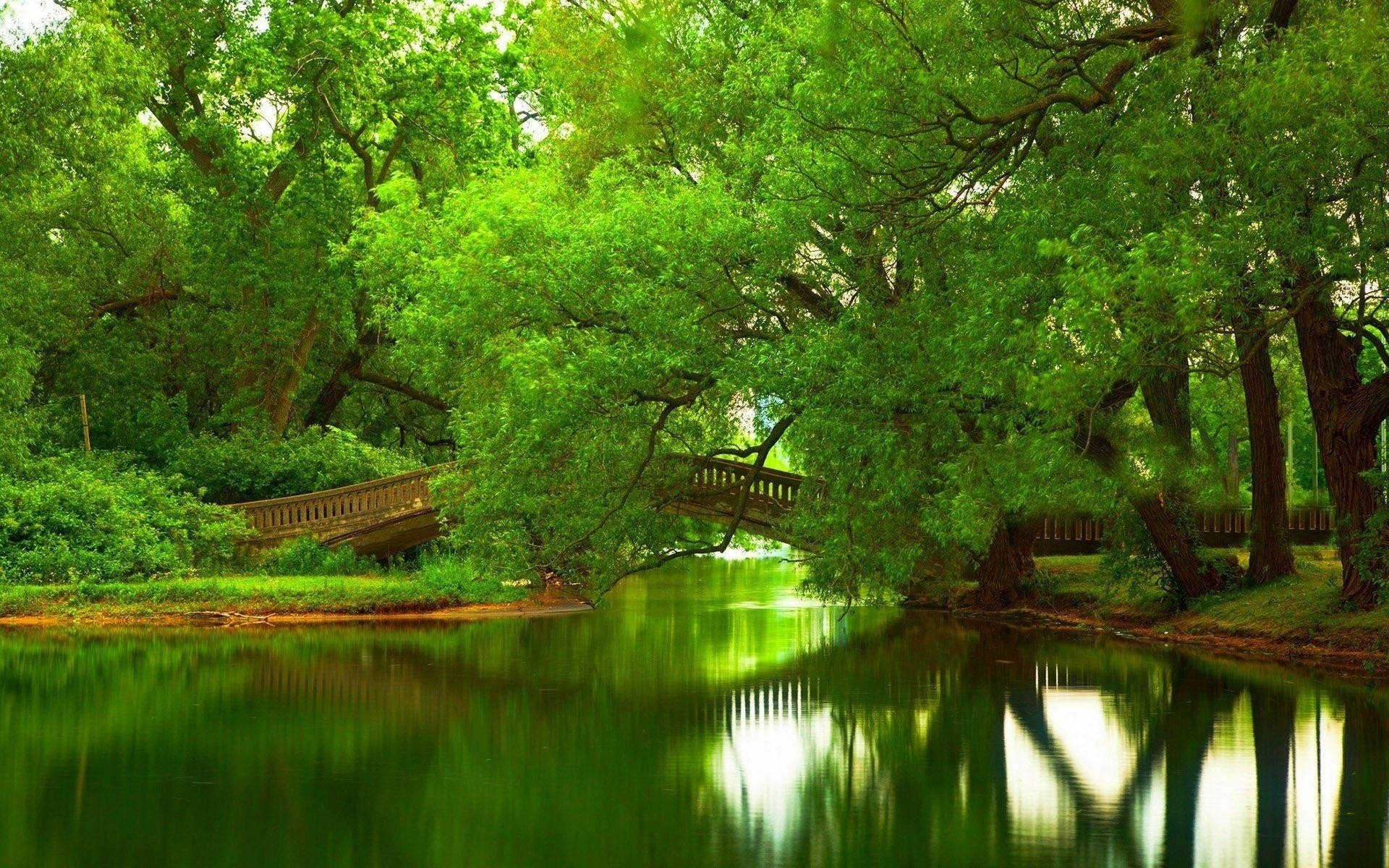 🔥 [50+] Green Tree Wallpapers | WallpaperSafari