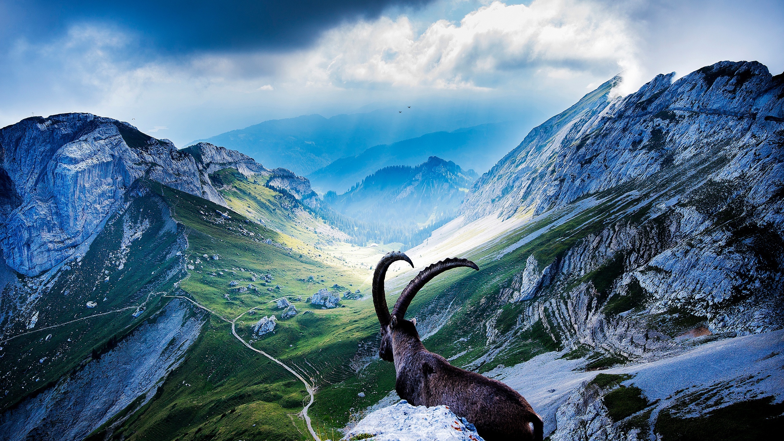 High Definition Wallpapers 2560 X 1440 WallpaperSafari