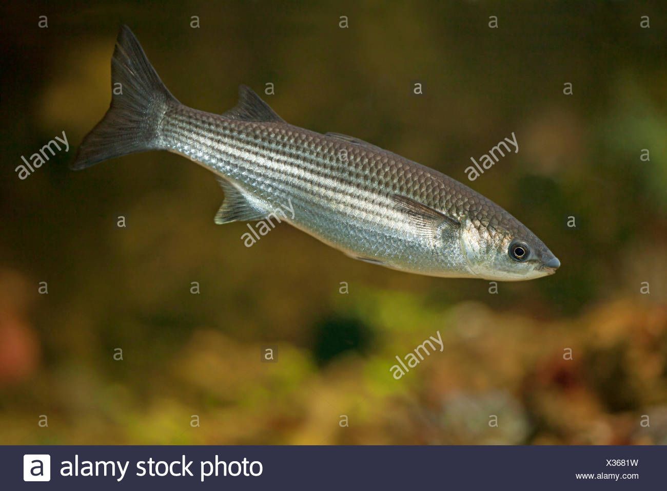 🔥 [40+] Mullet Background | WallpaperSafari