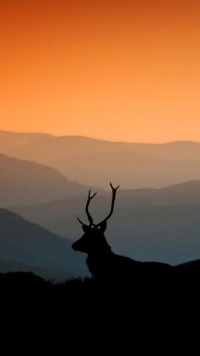🔥 Free Download The Stag Iphone Wallpaper by @fwiggins | WallpaperSafari