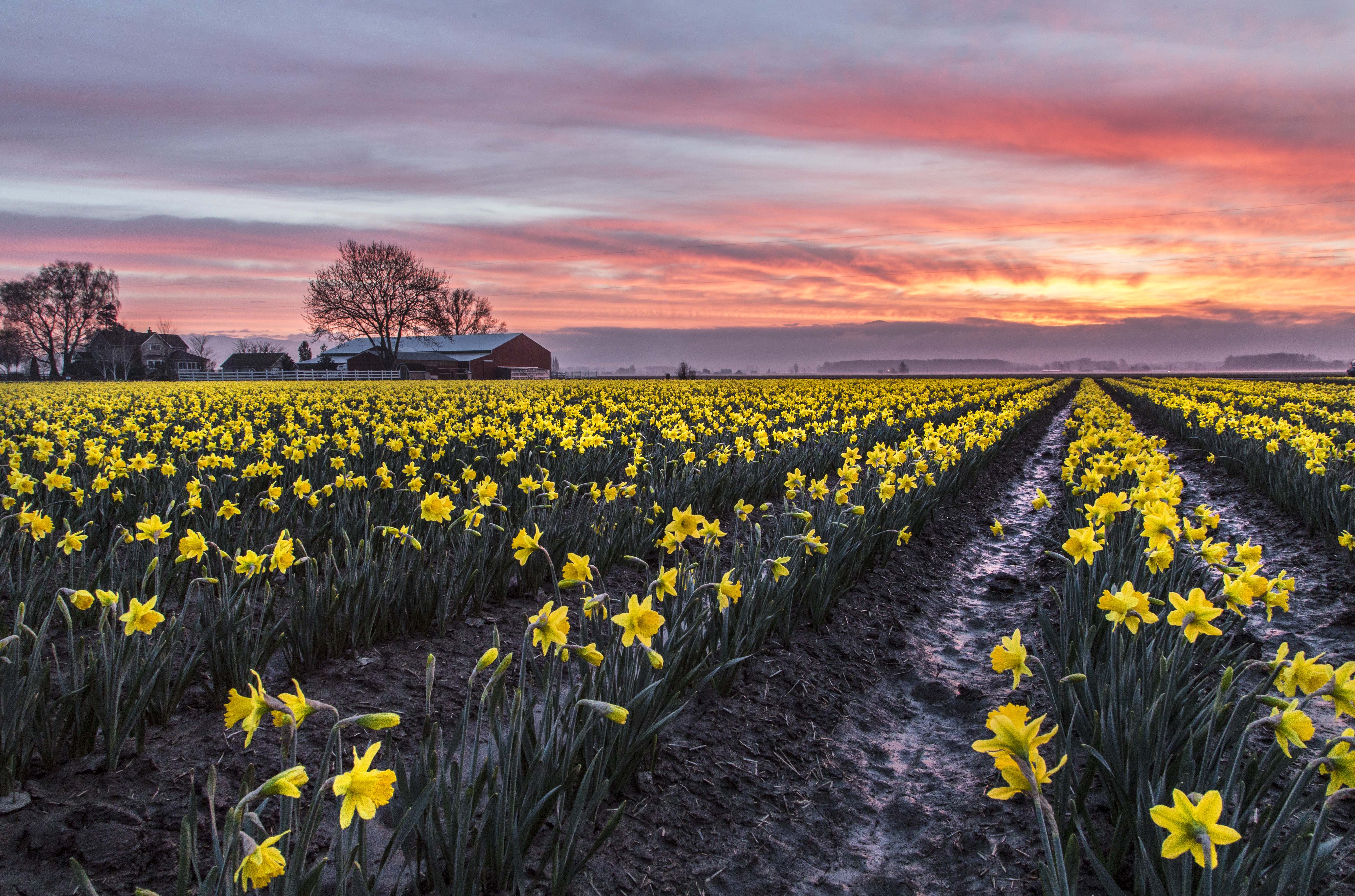 🔥 Free Download Skagit Valley Tulip Festival Andy Porter Image by ...