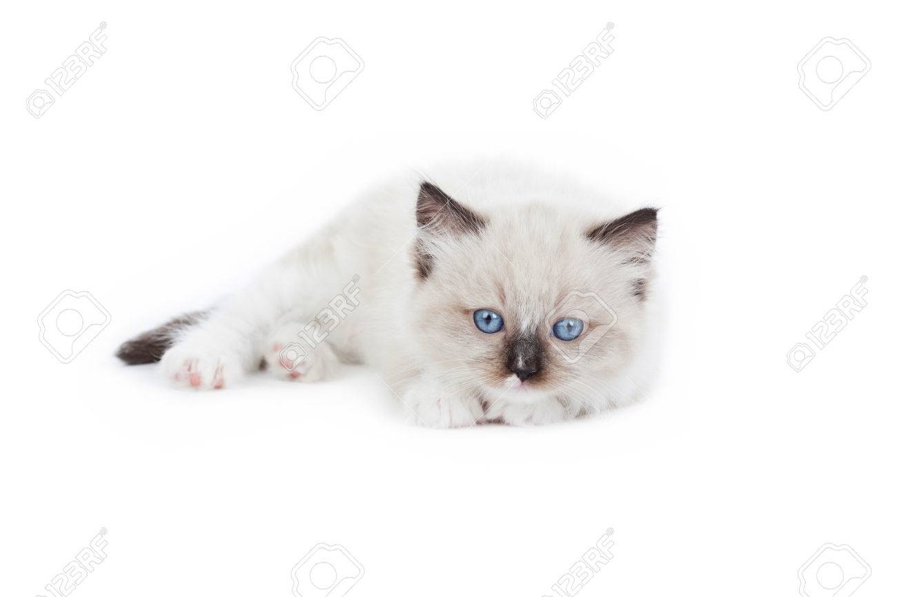 Free download Three cute Ragdoll kittens sitting in a basket on a ...