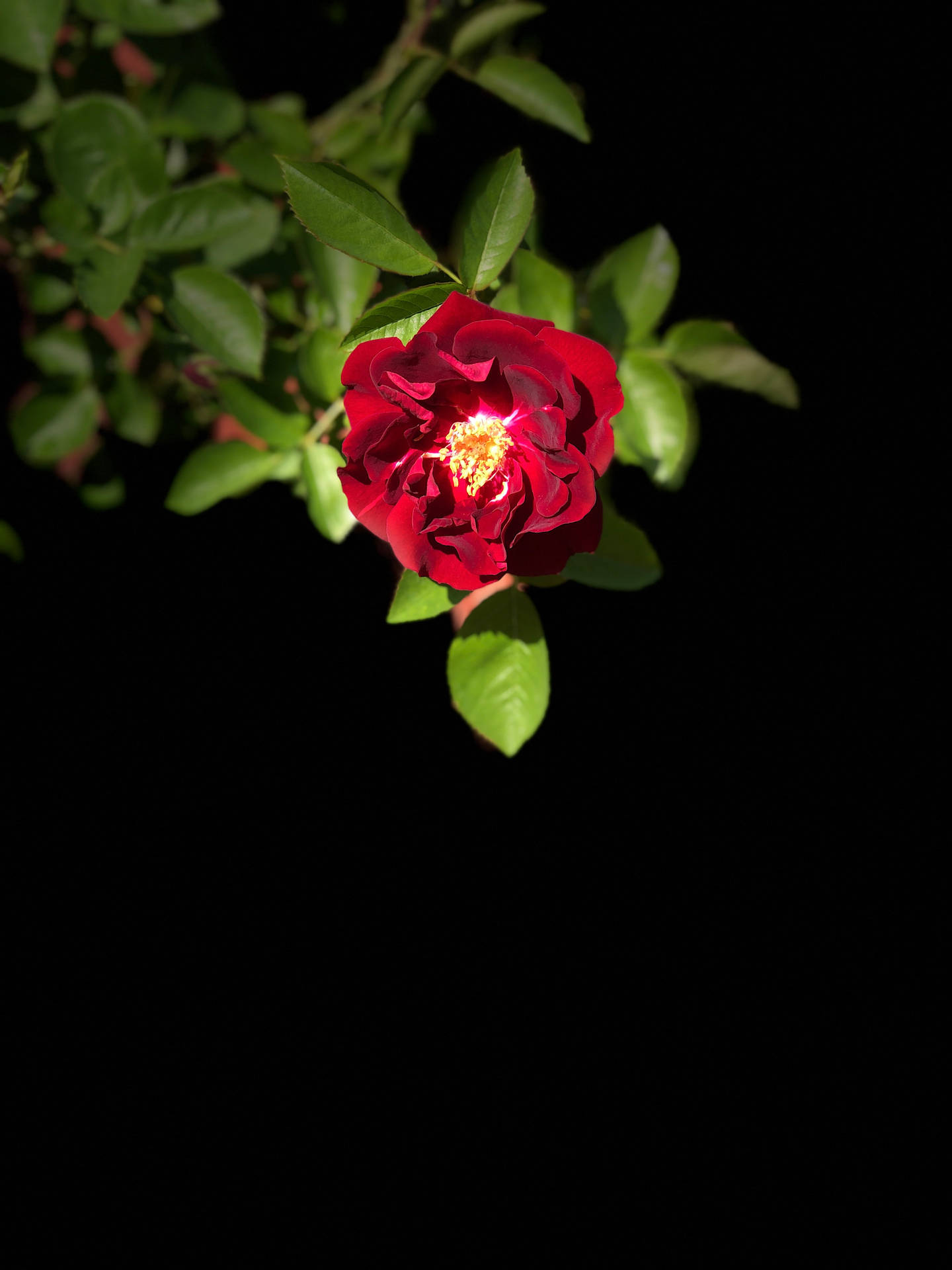 🔥 Free Download Top Rose Iphone Wallpaper Full Hd 4k To Use by ...