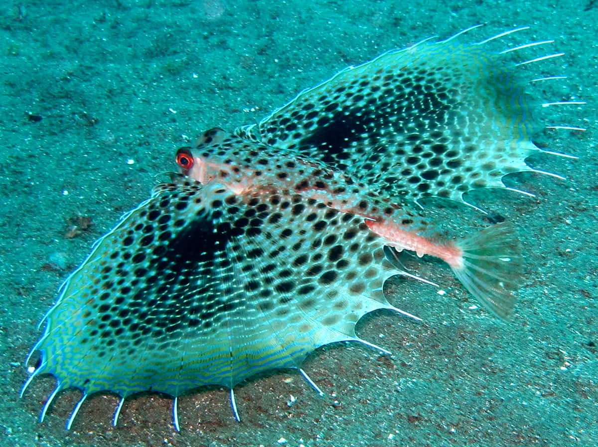 🔥 Free Download Flying Gurnard Spreading Fins Wallpaper by @jimmyr2 ...