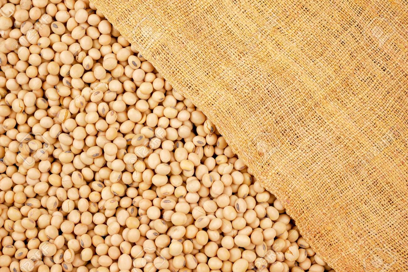 Free download Soybean Background Soya Seed Background And Textured ...