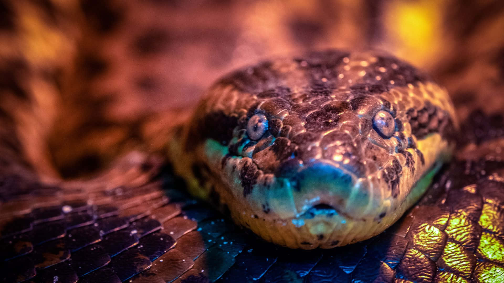 🔥 Free Download Close Up Anaconda Head Wallpaper by @aweaver31 ...