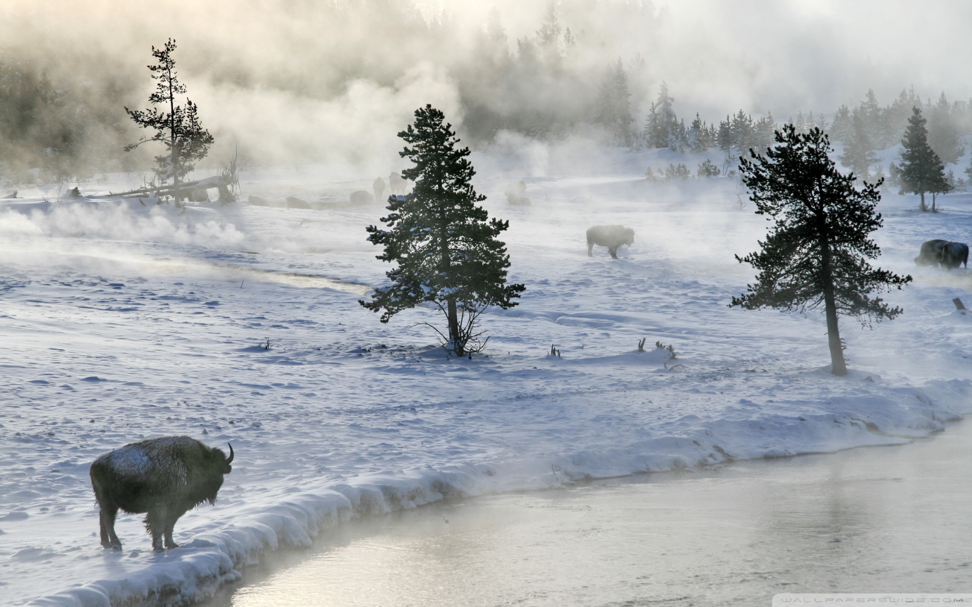 🔥 Free Download Bison In Winter Ultra Hd Desktop Background Wallpaper ...