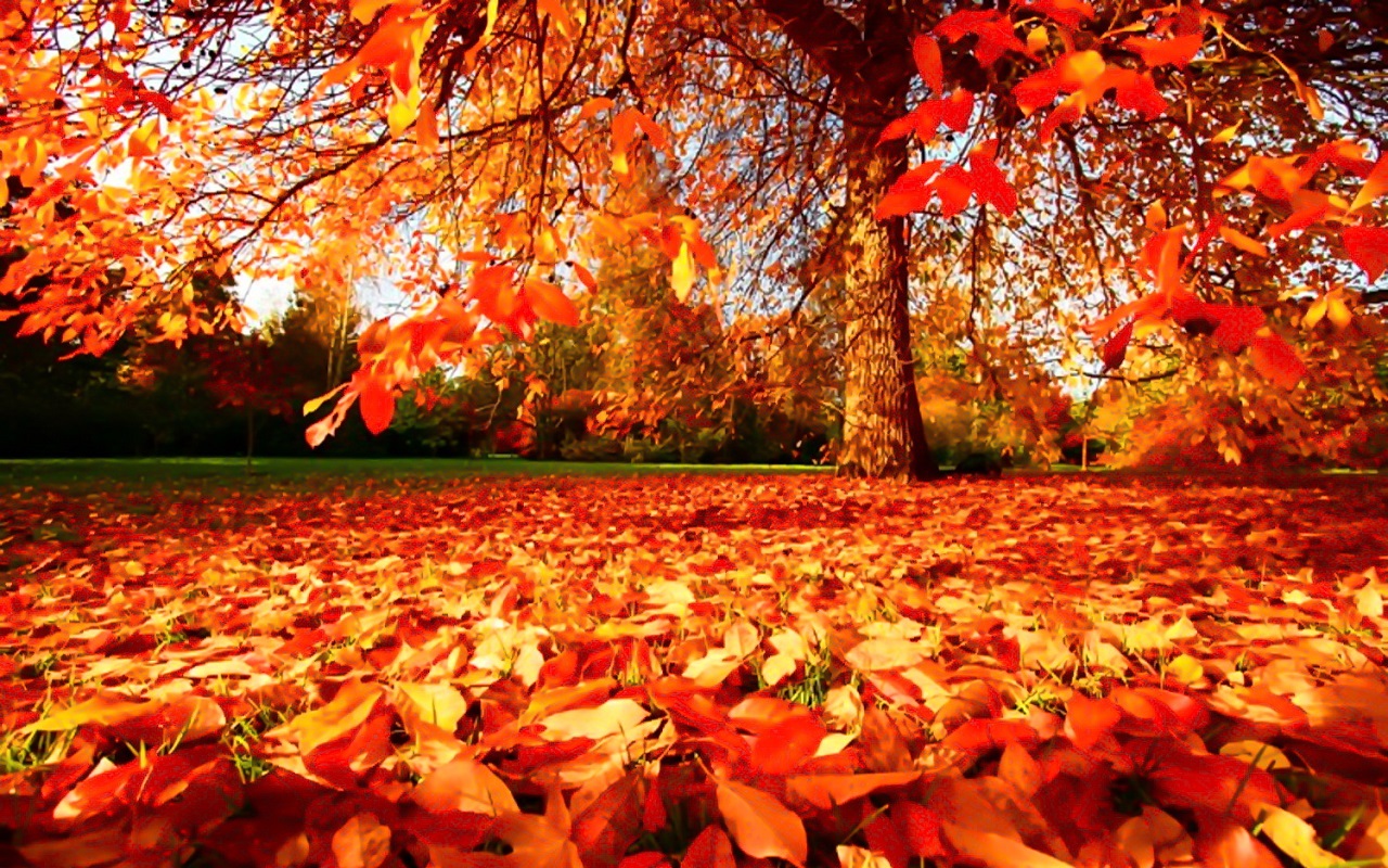 🔥 Download Autumn Wallpaper by @rebeccavalencia | Autumn Pics ...