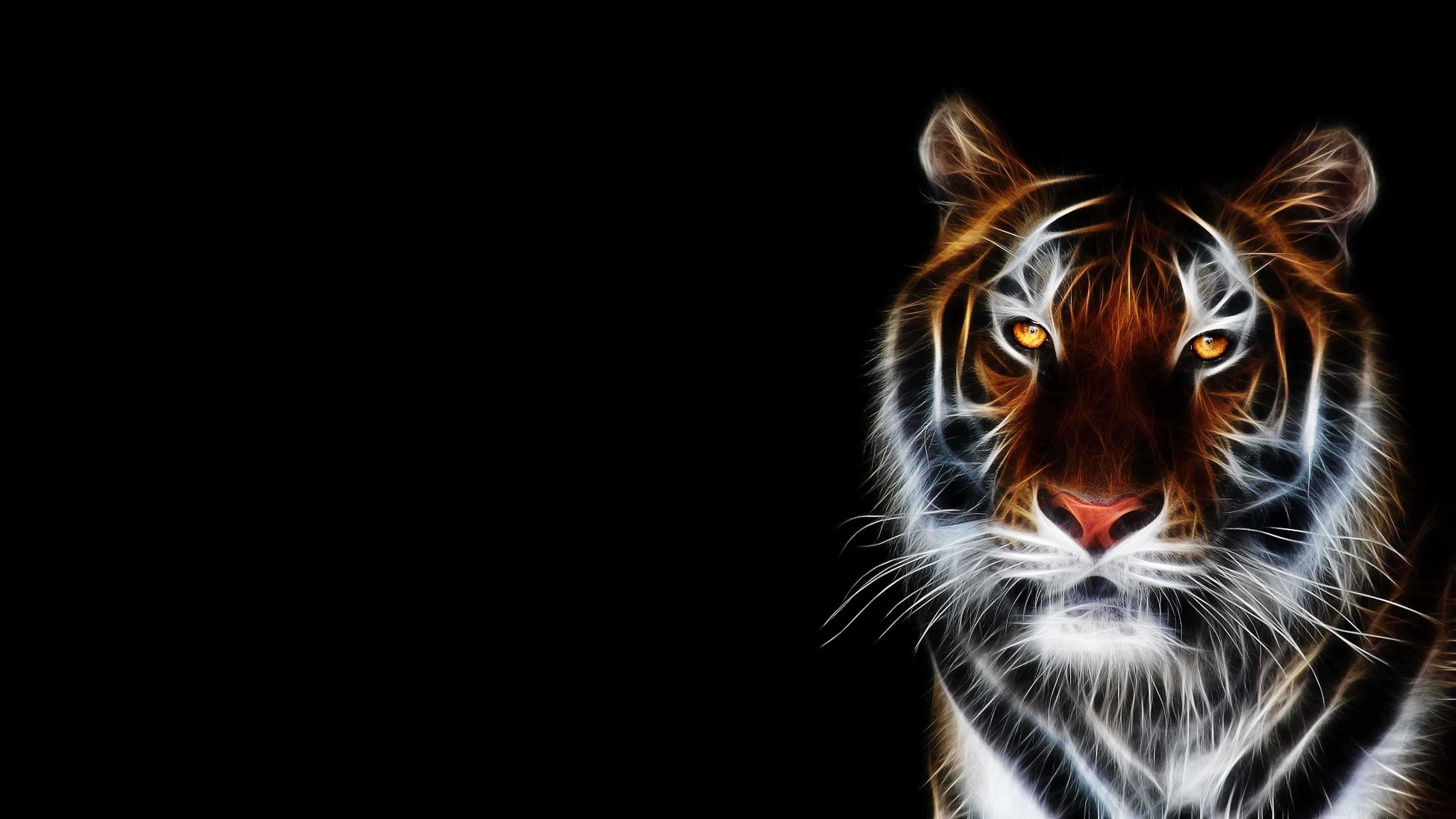 🔥 Free Download 4k Tiger Wallpaper by @amylozano | WallpaperSafari