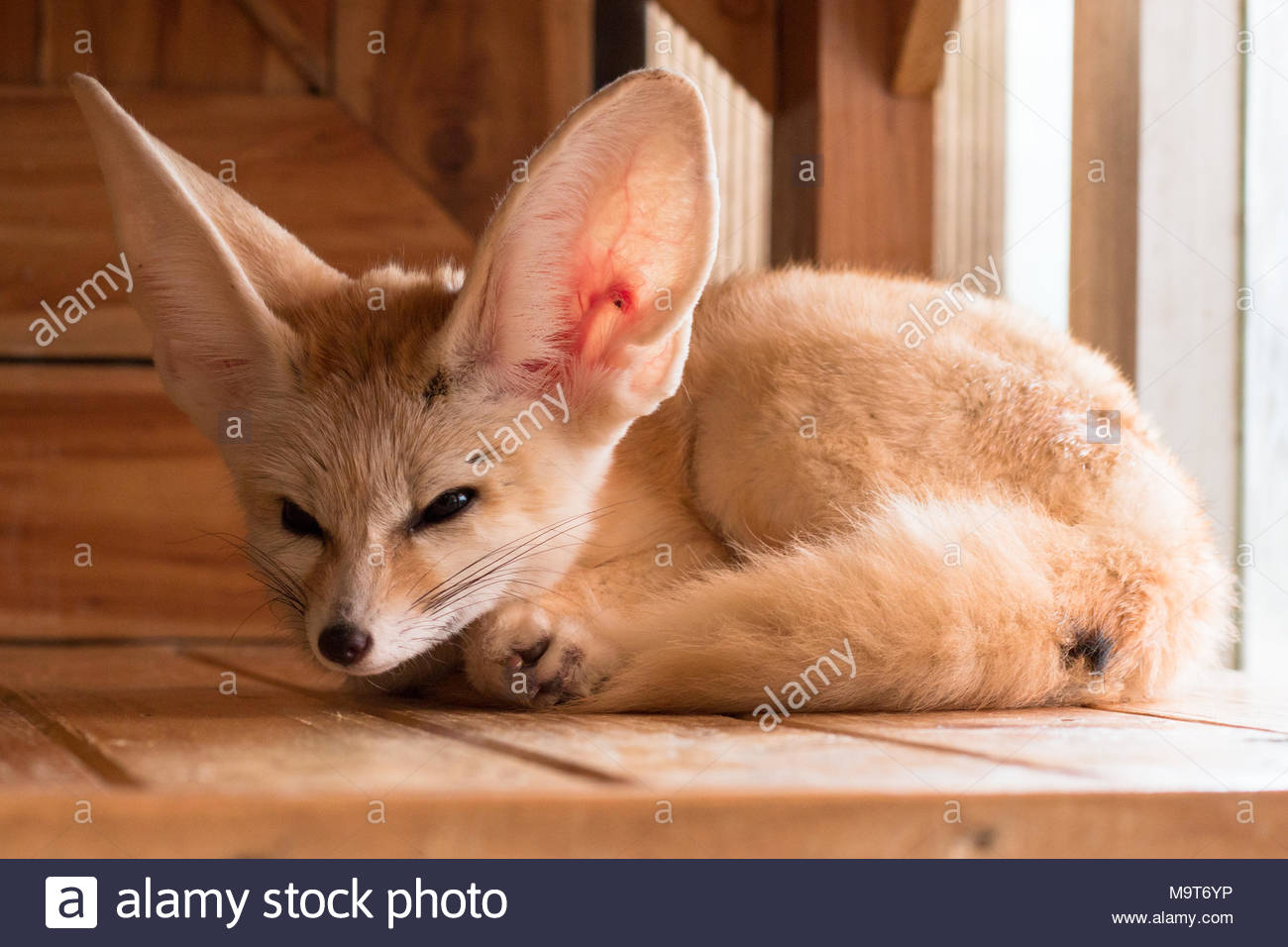[56+] Fennec Background on WallpaperSafari
