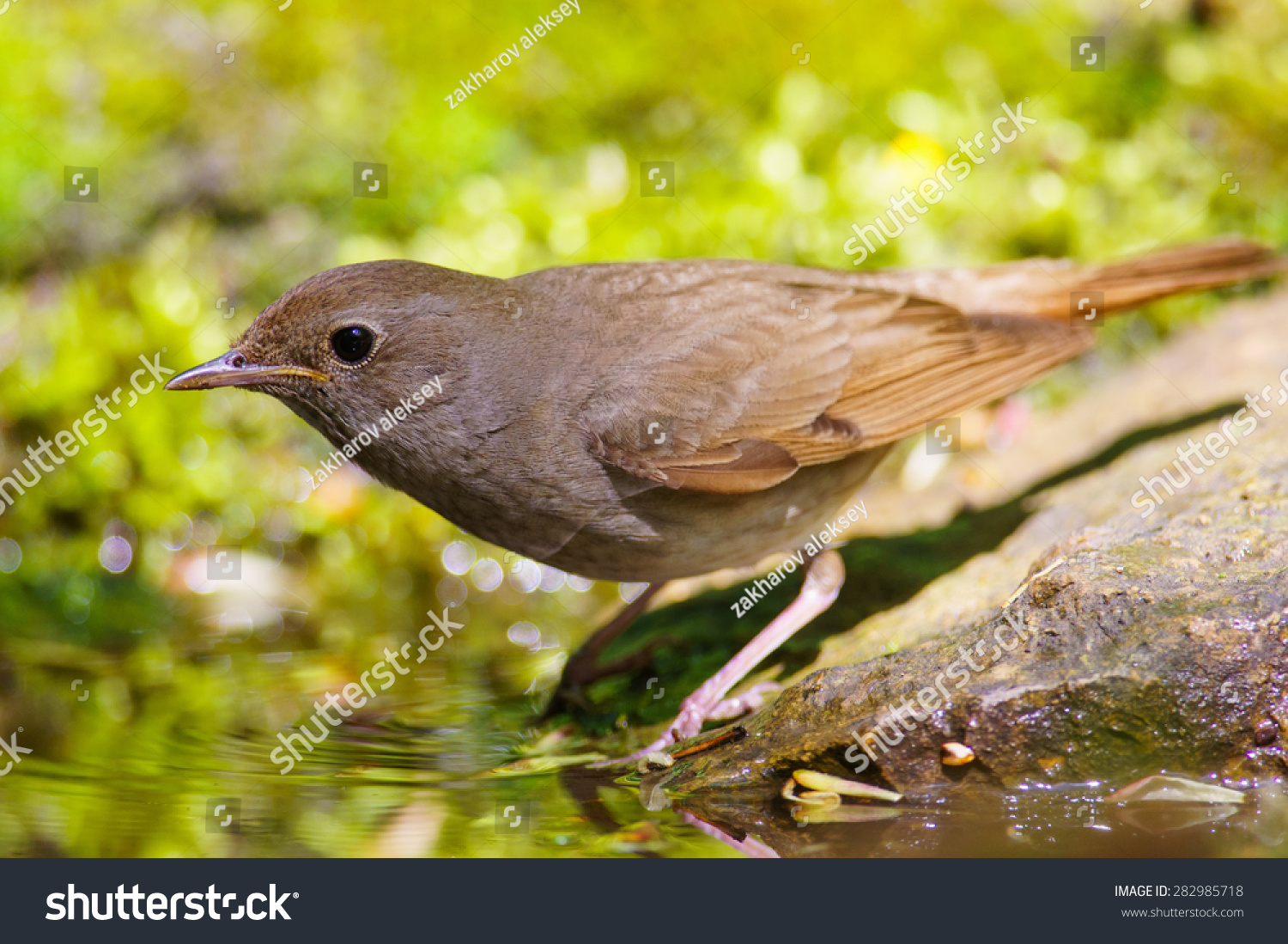 [34+] Nightingale Backgrounds | WallpaperSafari