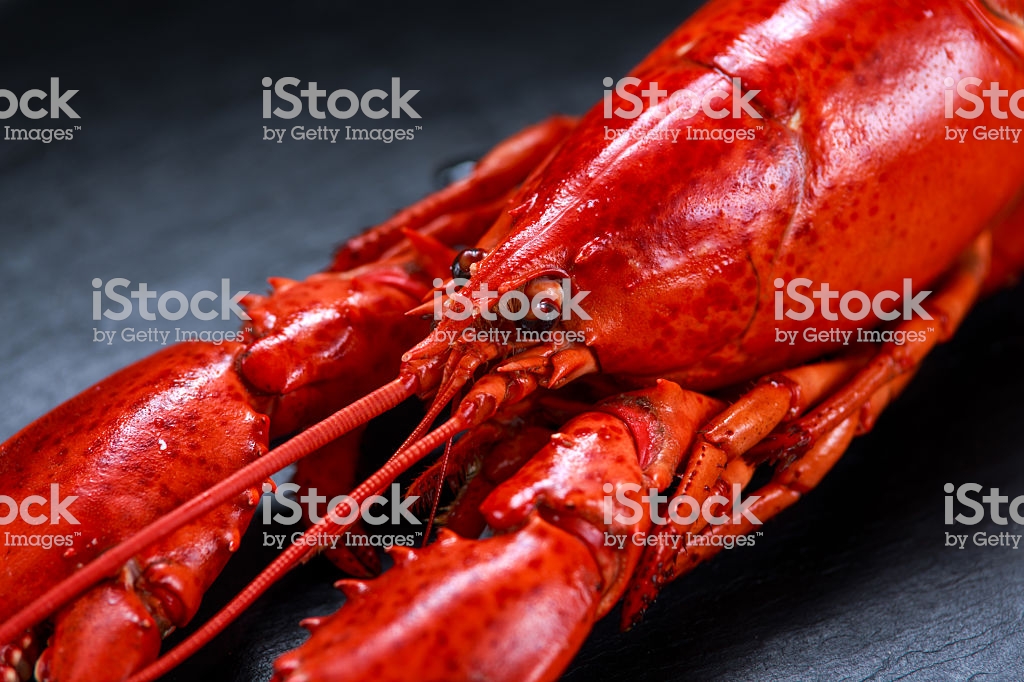 [39+] Lobster Background | WallpaperSafari.com