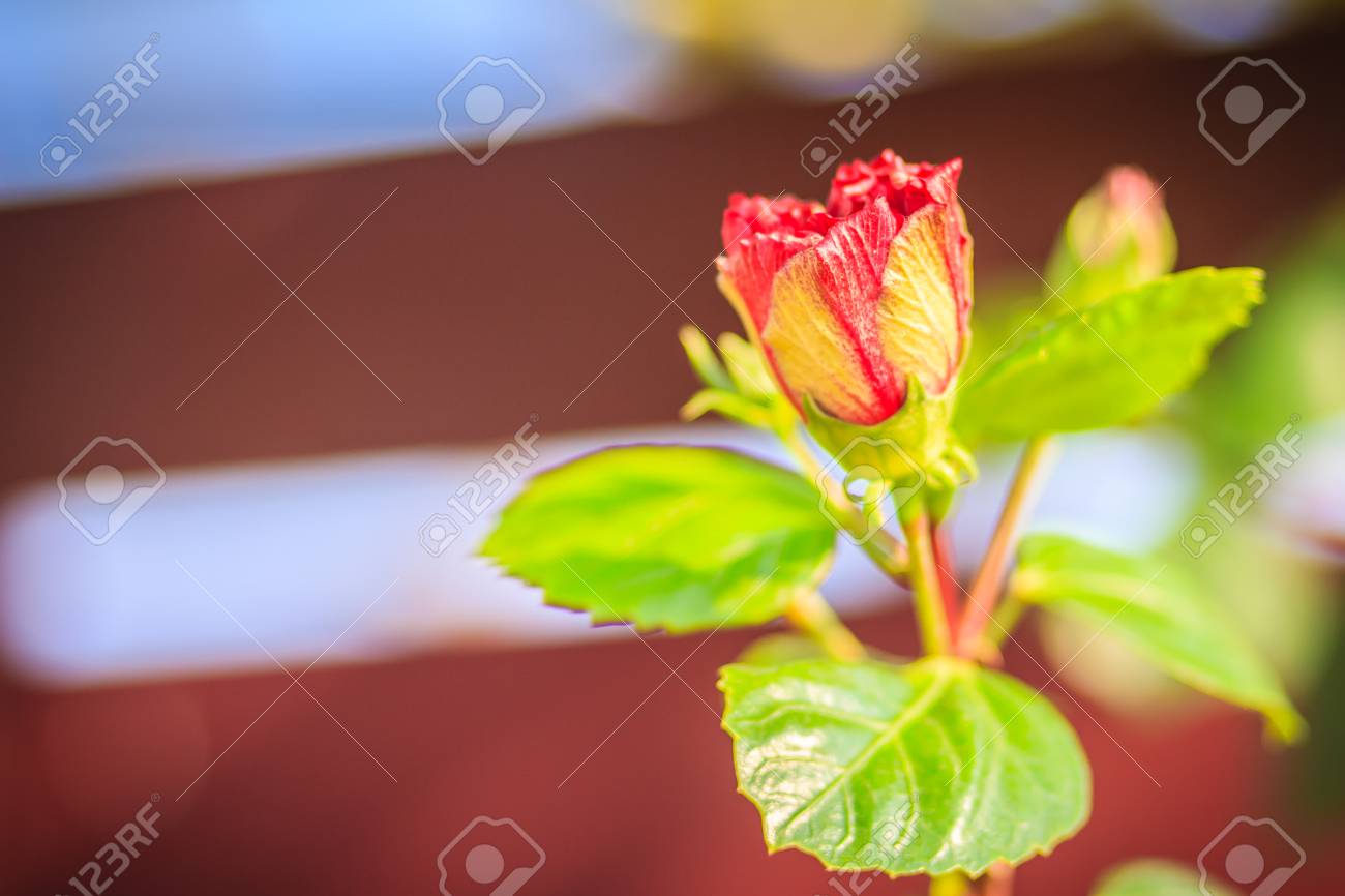 🔥 [21+] Ritzy Background | WallpaperSafari