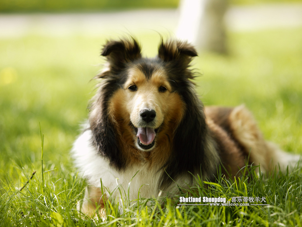 🔥 [40+] Sheltie Desktop Wallpapers | WallpaperSafari