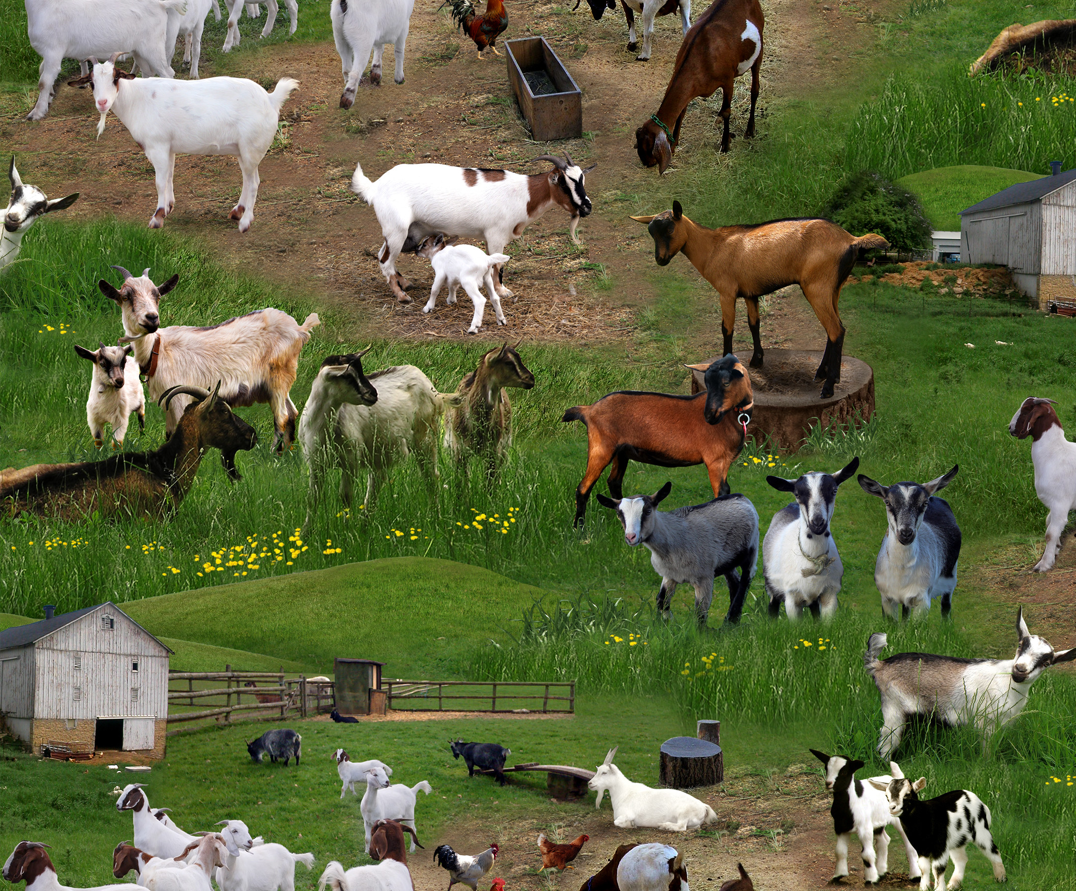 🔥 Free Download Farm Animals Wallpaper by @roberts13 | WallpaperSafari