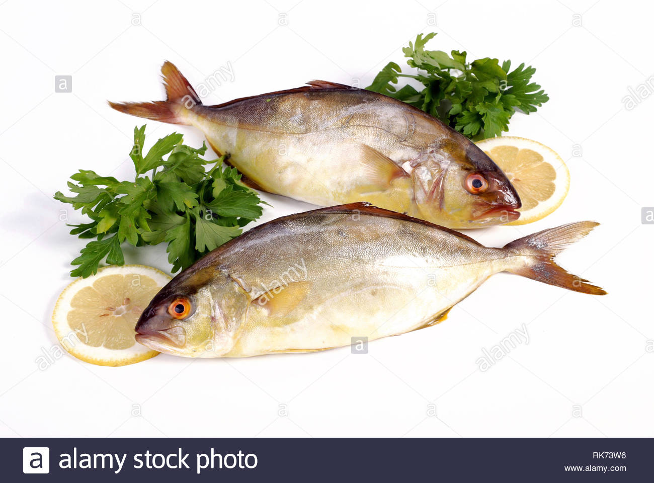 🔥 [32+] Amberjack Background | WallpaperSafari