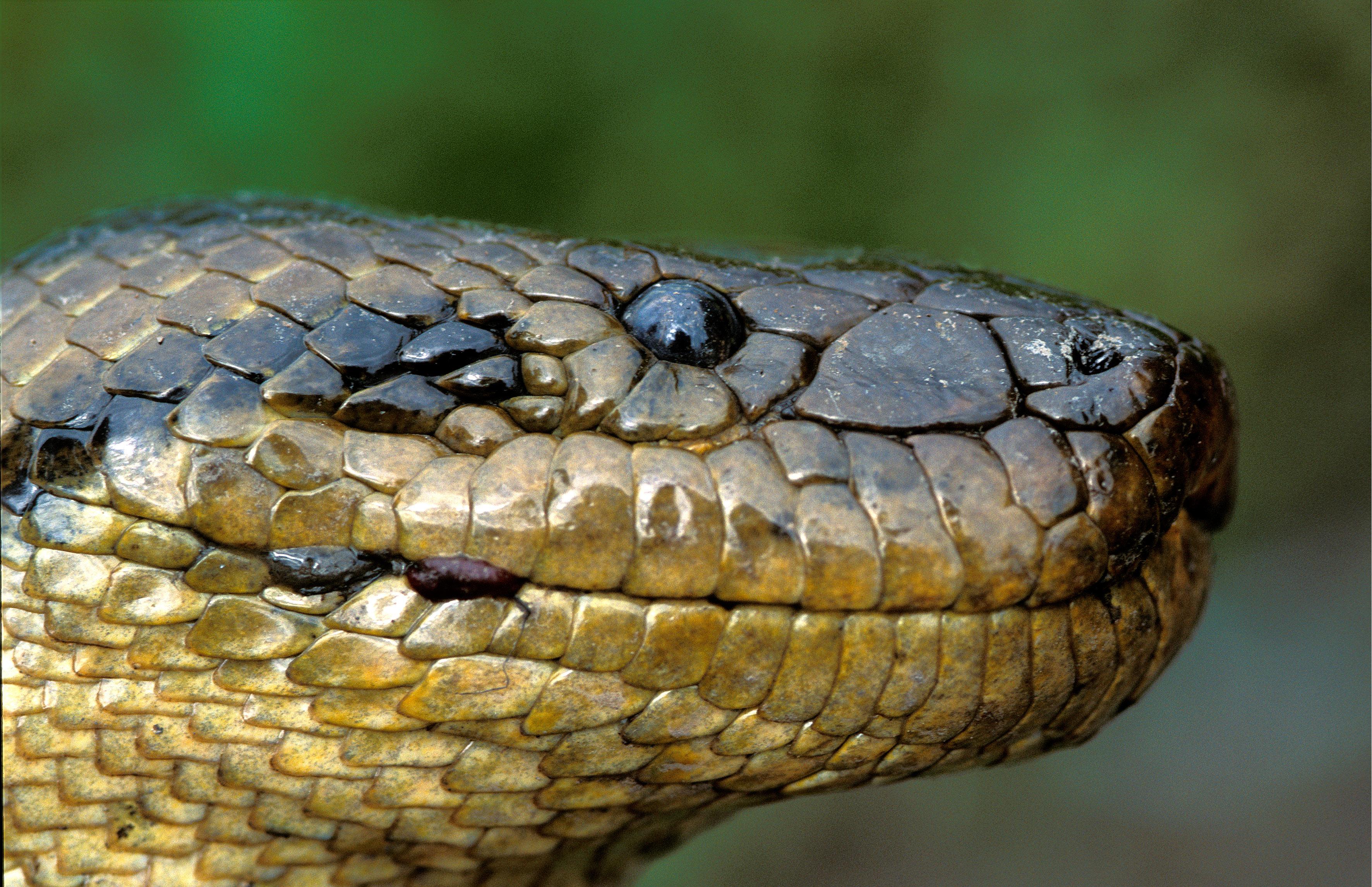 🔥 Free Download Hd Anaconda Wallpaper by @jnichols17 | WallpaperSafari