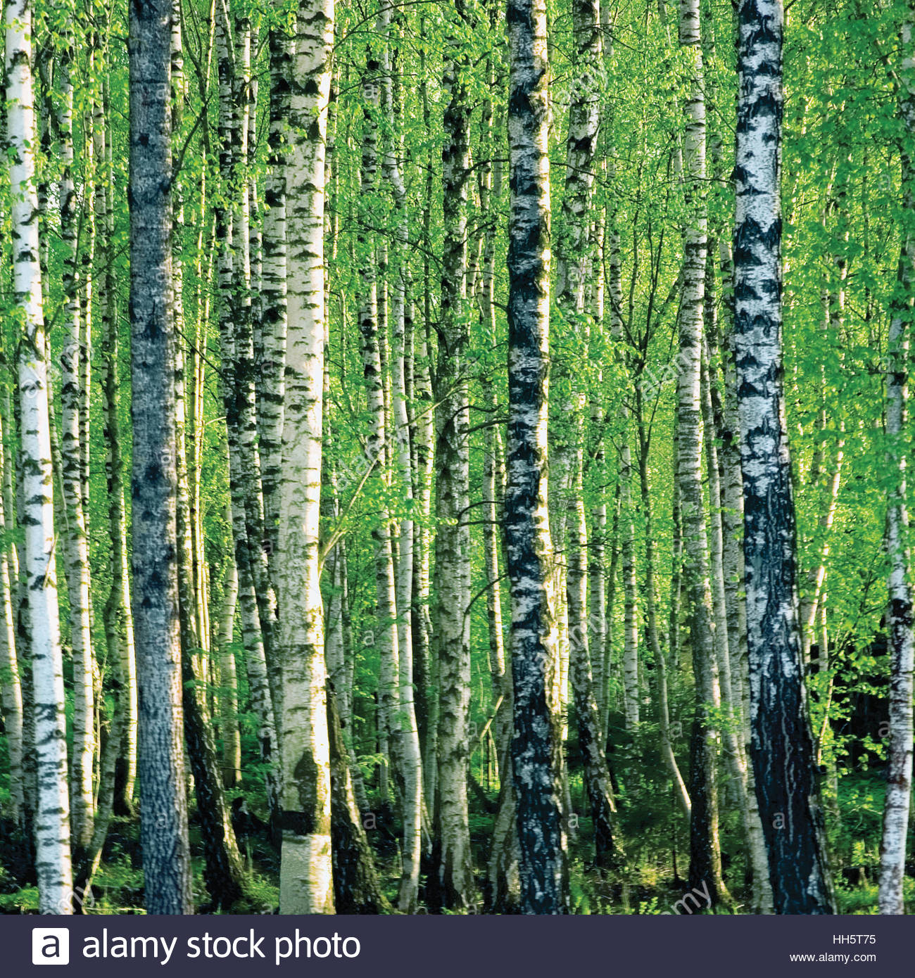 [32+] Grove Backgrounds | WallpaperSafari