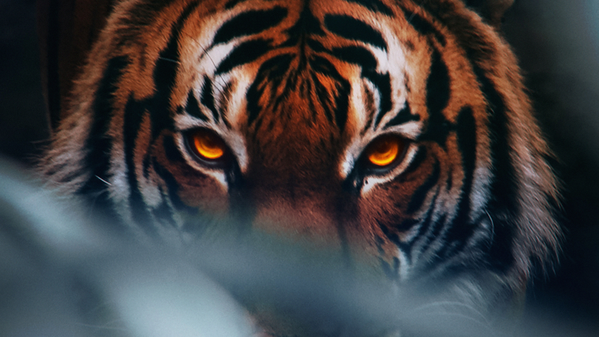 🔥 [30+] 4k Tiger Wallpapers | WallpaperSafari