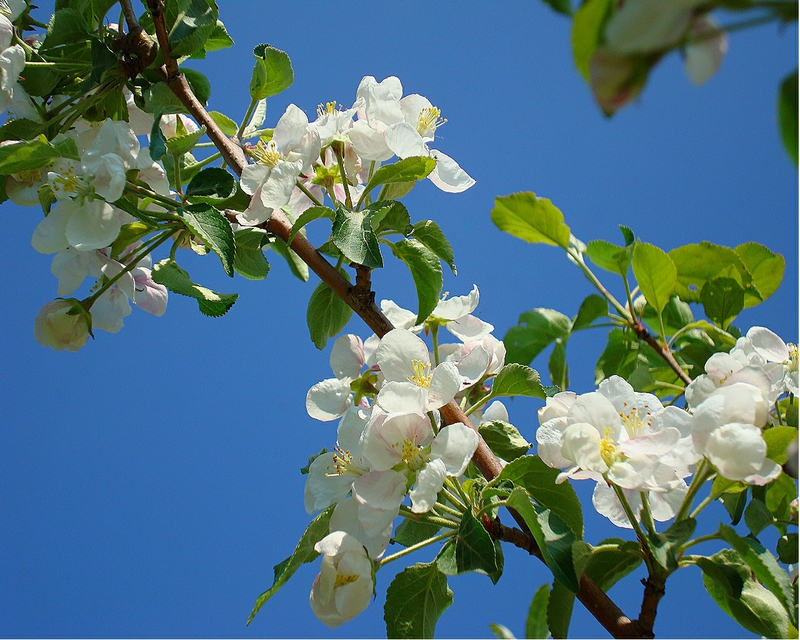 Appleblossom Art Wallpaper - WallpaperSafari