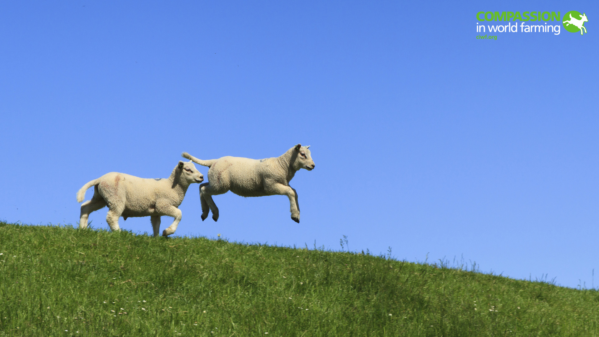 🔥 Free Download Farm Animals Wallpaper by @bprice9 | WallpaperSafari