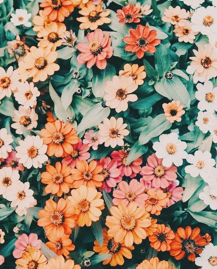 🔥 Free Download Colorful Flower Wallpaper For Your Home Decor by ...