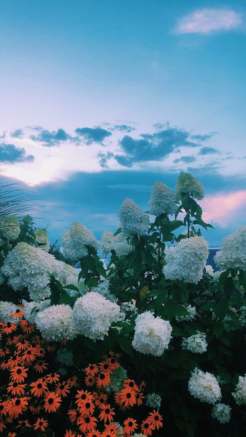 🔥 Free Download Nature Wallpaper Aesthetic Landscape by @wgregory ...