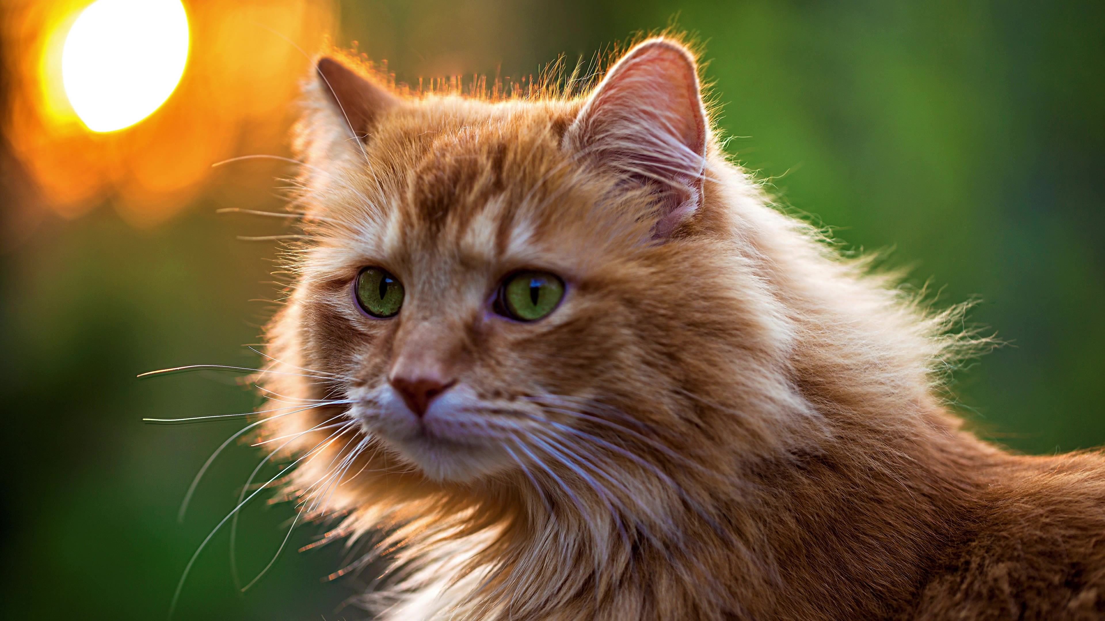 🔥 [50+] Cat 4k Wallpapers | WallpaperSafari