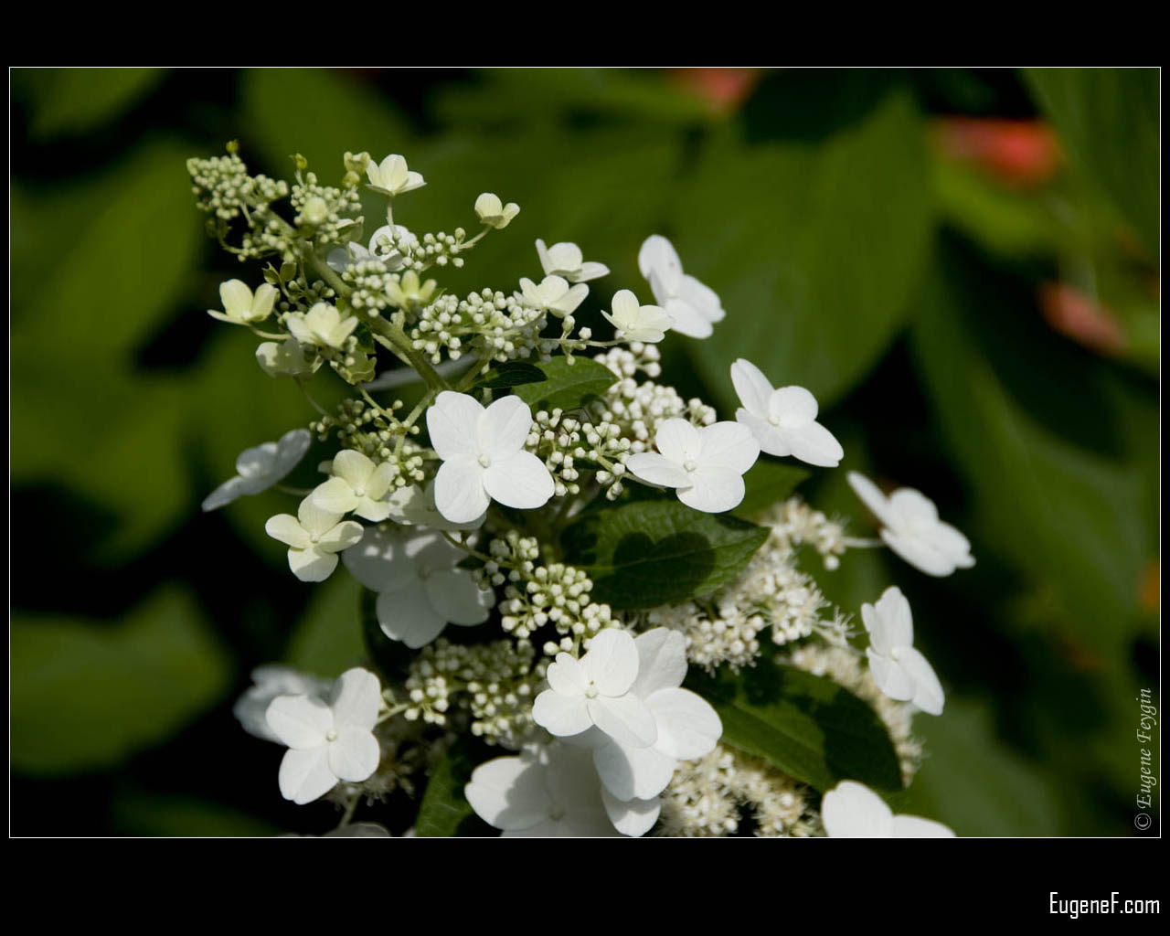 Free Download How To Create And Customize Your Own Desktop Wallpaper 