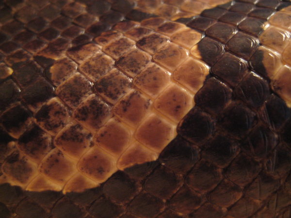 🔥 Free download Snakeskin Textured Wallpaper Snake skin texture by ...