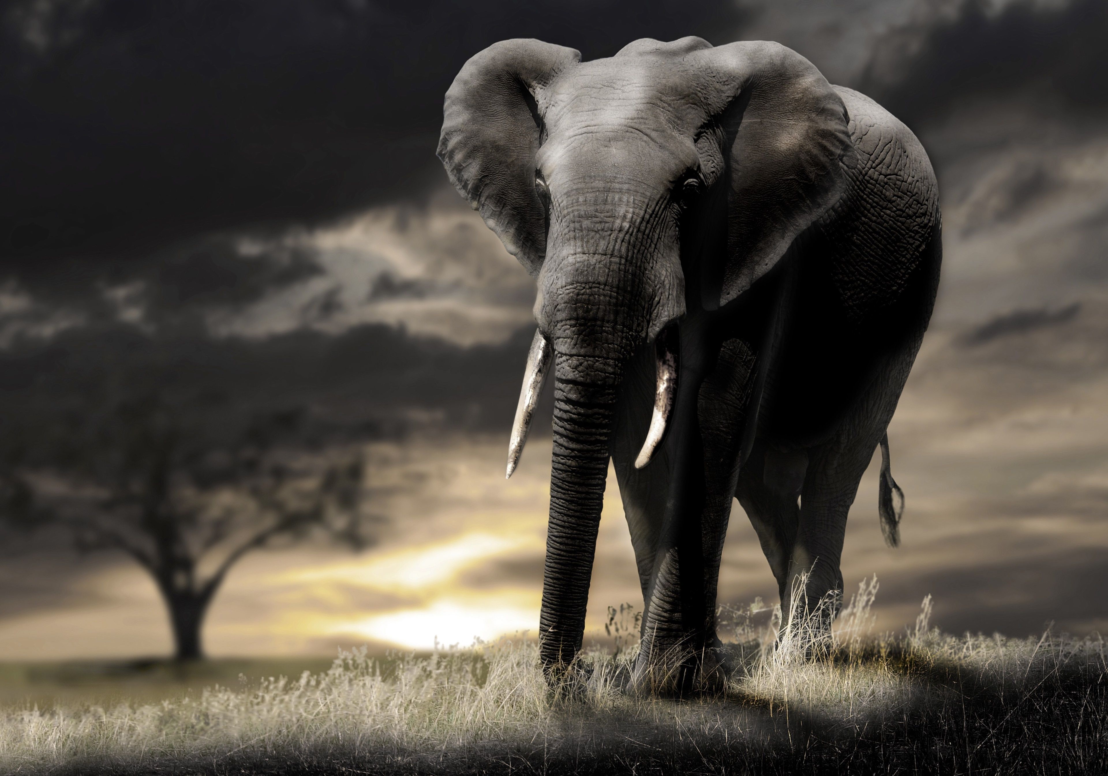 🔥 Free Download Elephant 4k Hd For Desktop Wallpaper by @ericrose ...