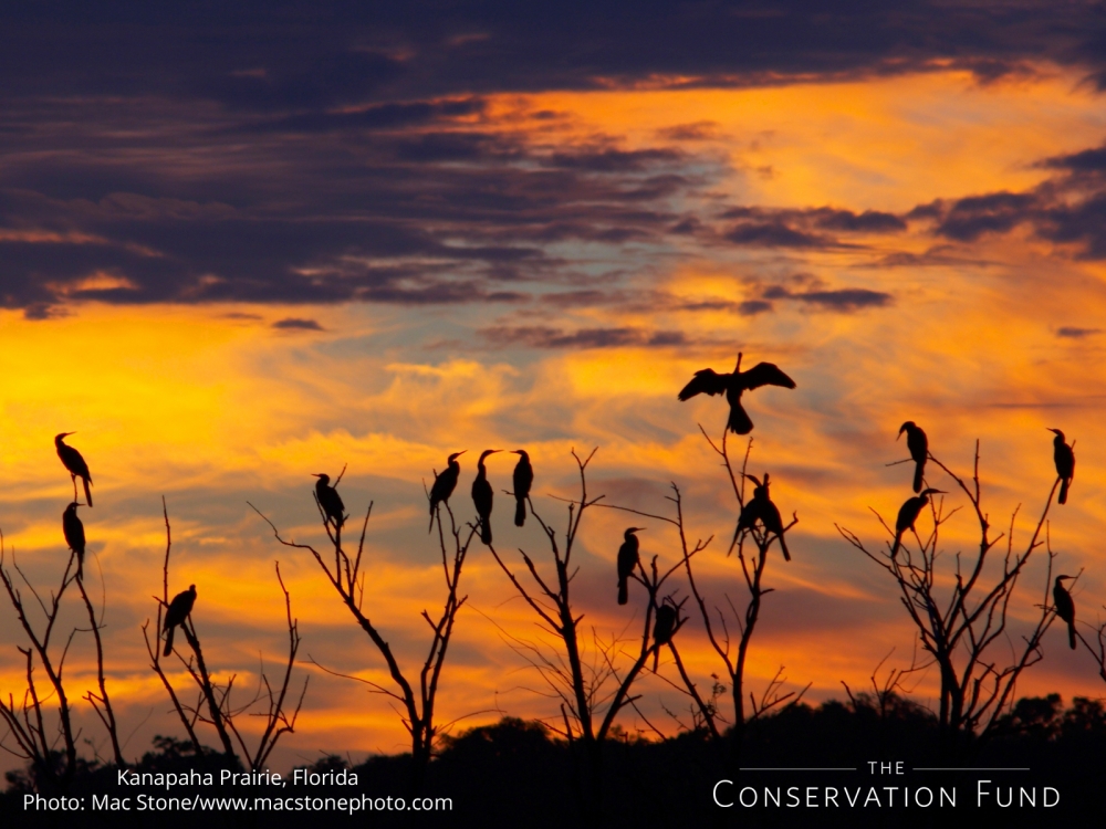 🔥 Free Download Wallpaper The Conservation Fund by @geraldk61 ...