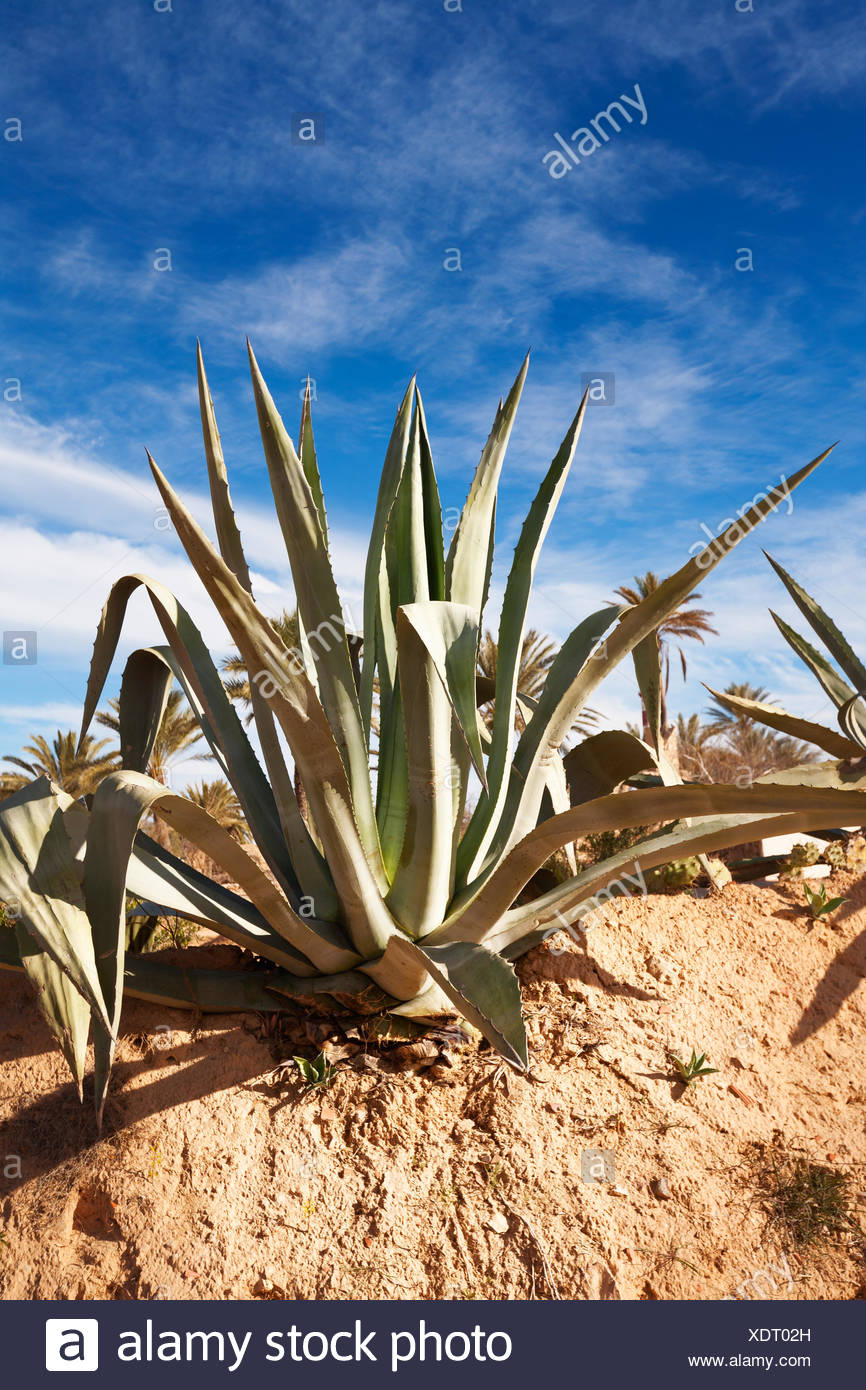 🔥 [49+] Agave Background | WallpaperSafari