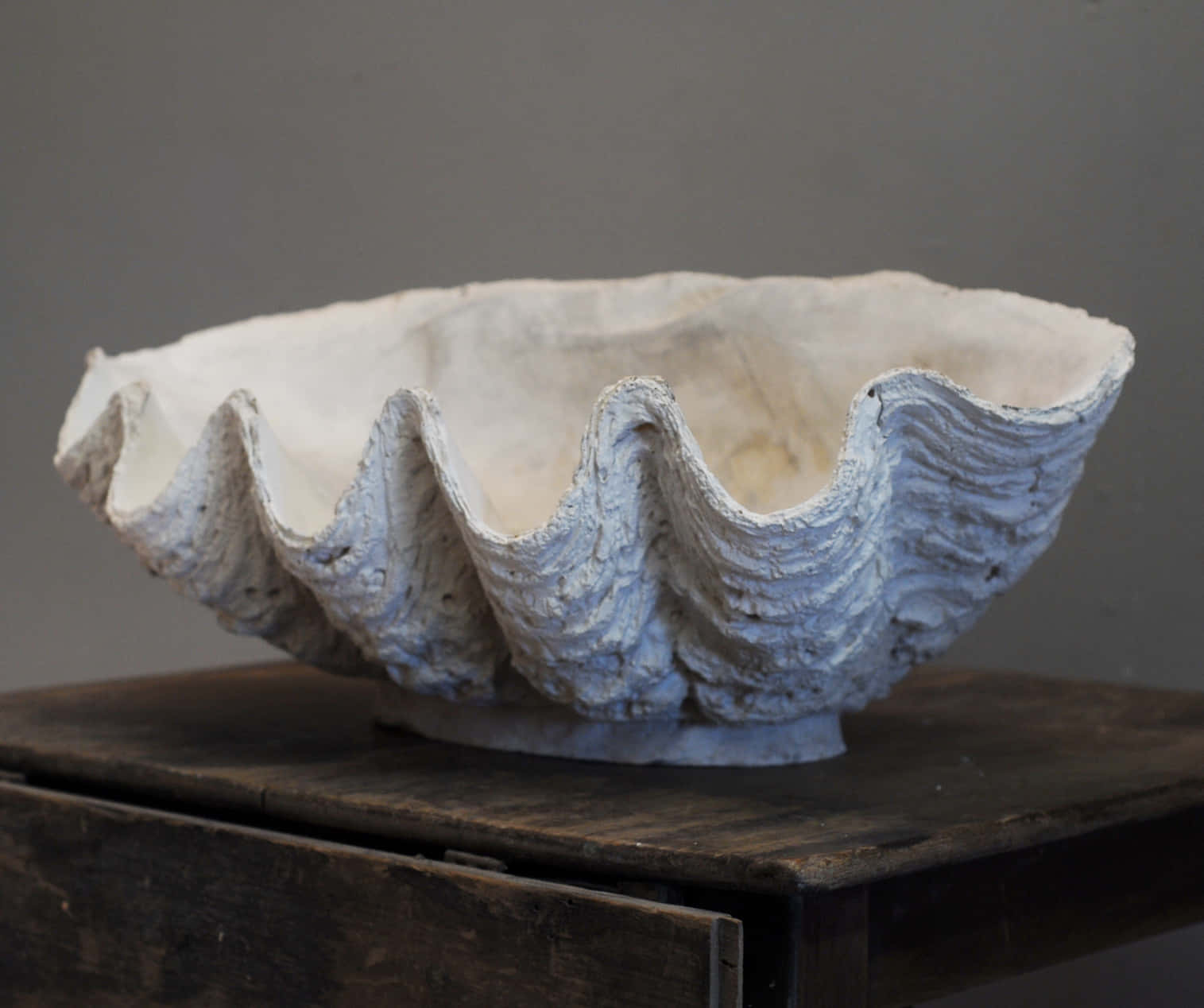 🔥 [60+] Shell Wallpapers | WallpaperSafari