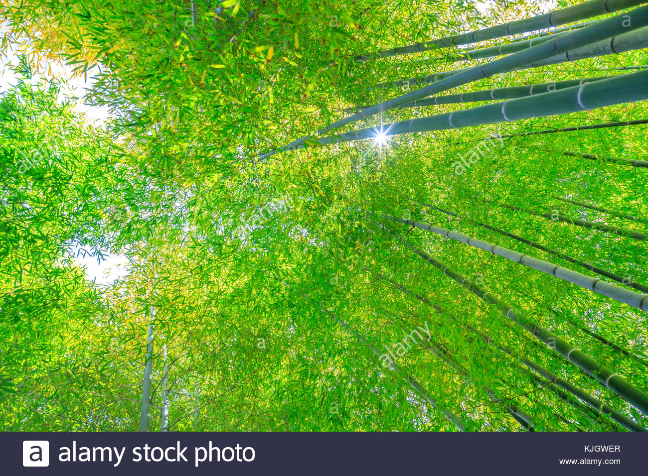 [32+] Grove Backgrounds | WallpaperSafari