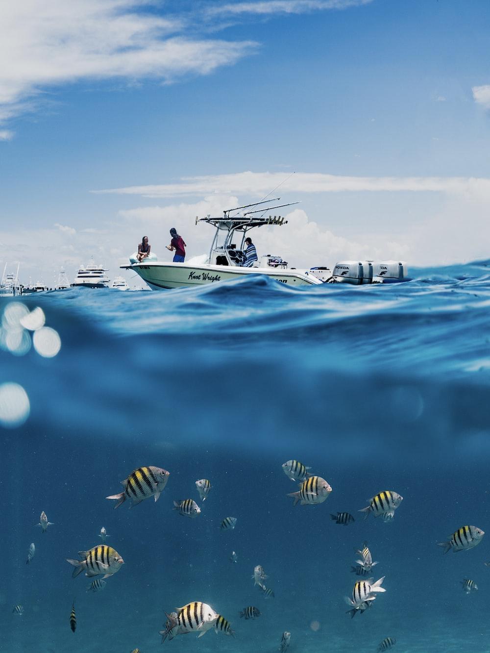 🔥 Free Download Ocean Fish Pictures Image by @wwright | WallpaperSafari