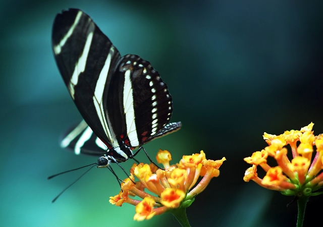 Free Download 3D Beautiful Colourful Wallpapers For Desktop Laptop 