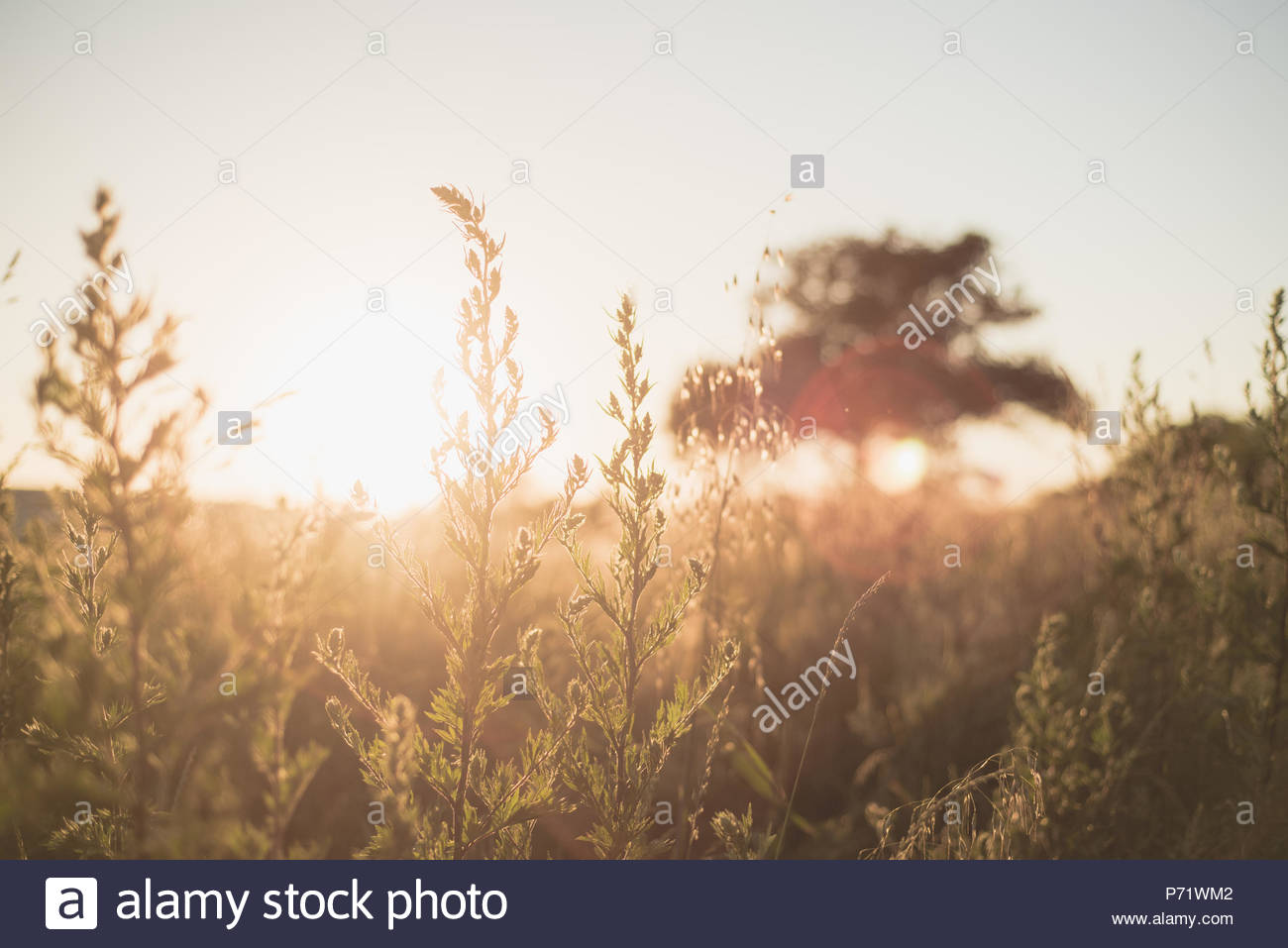 [42+] Sunlit Backgrounds | WallpaperSafari