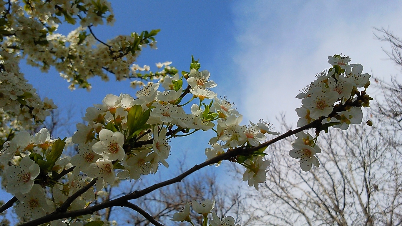 🔥 Download Spring Desktop Pc And Mac Wallpaper by @shannoncraig ...