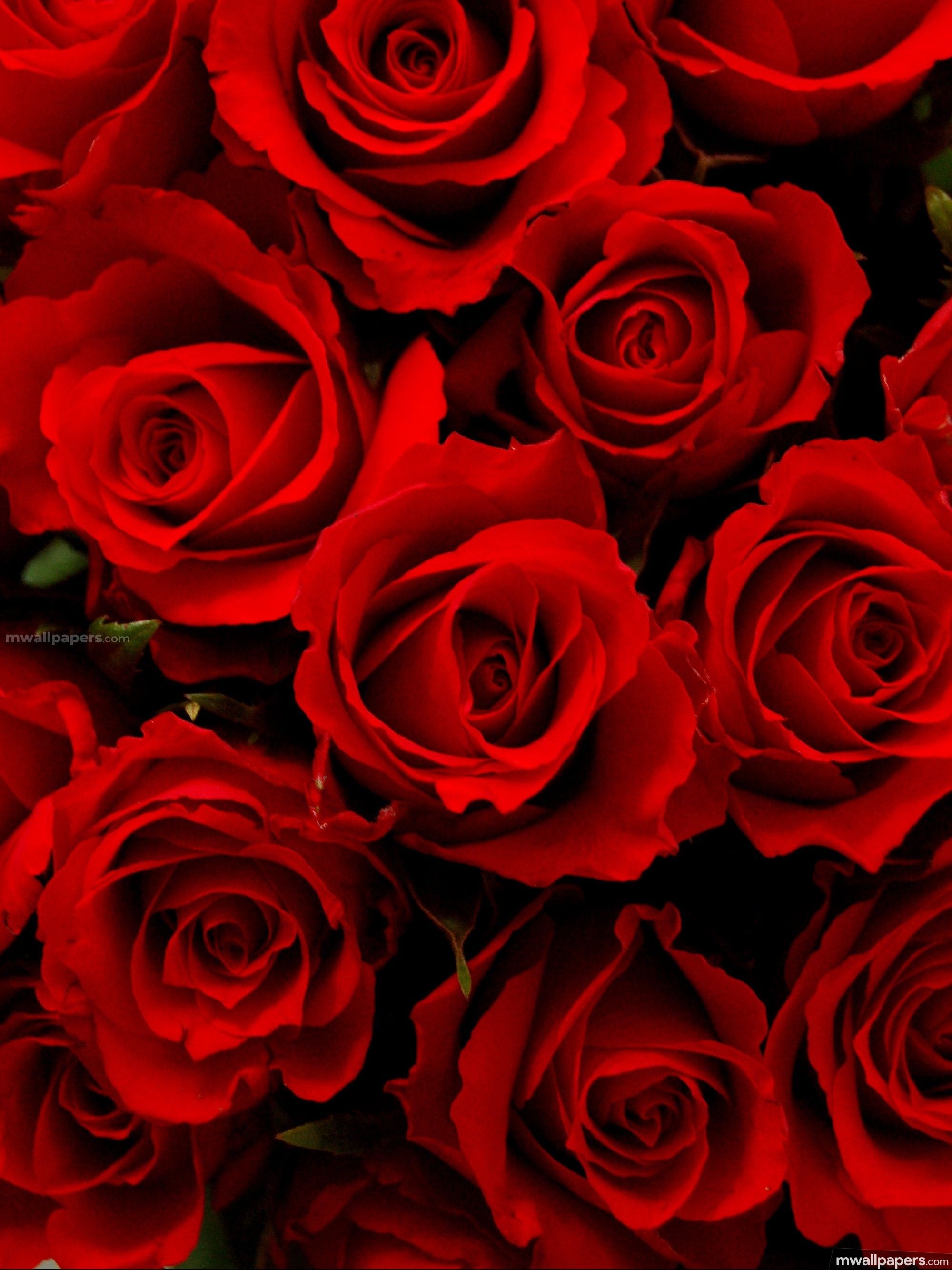 🔥 [50+] Black Rose Iphone Wallpapers | WallpaperSafari