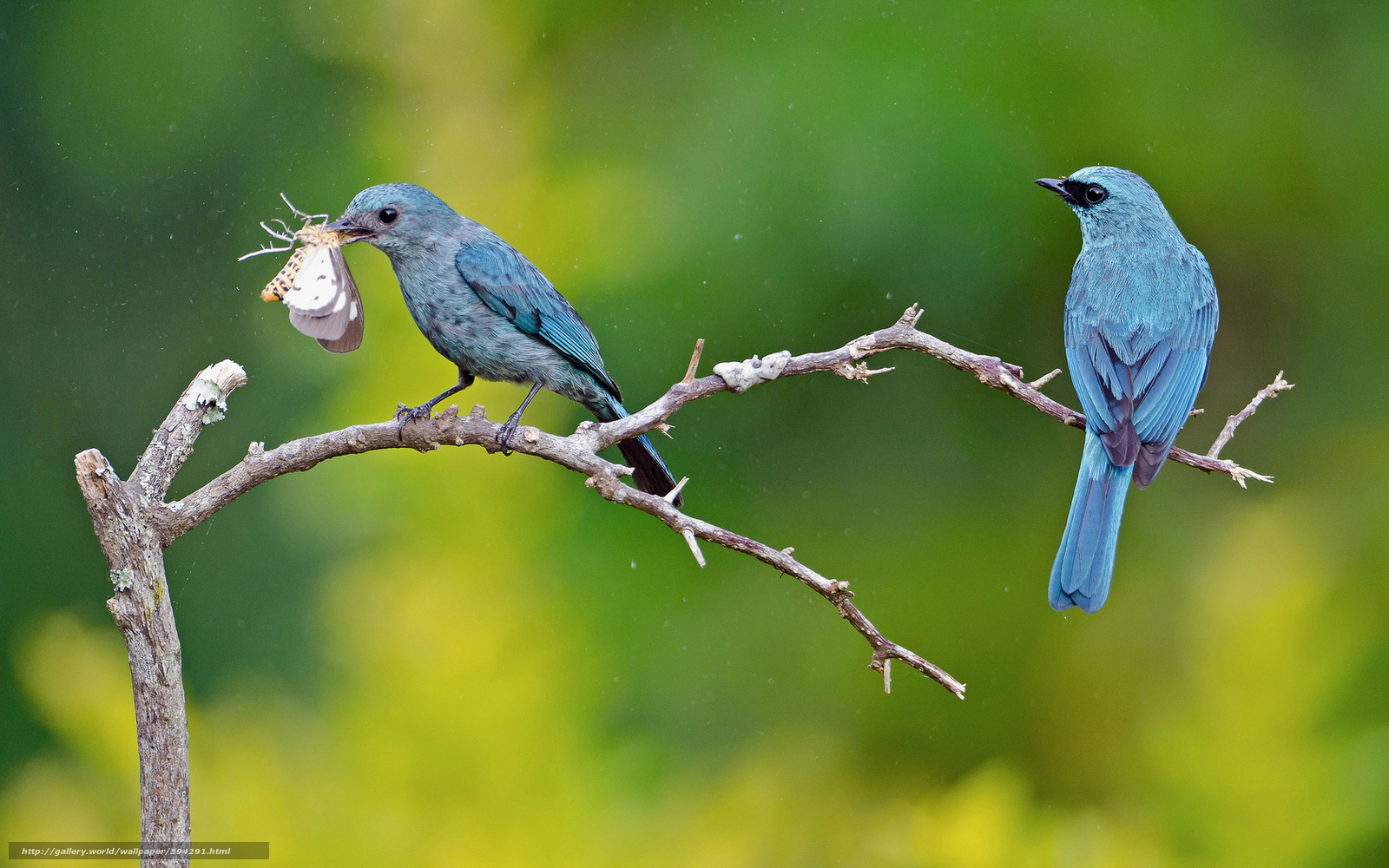 🔥 [50+] Blue Birds Desktop Wallpapers Free | WallpaperSafari