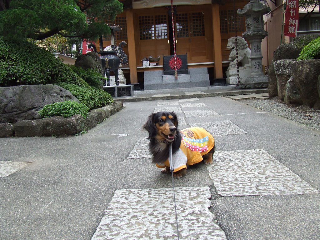 🔥 [30+] Genkaku Wallpapers | WallpaperSafari