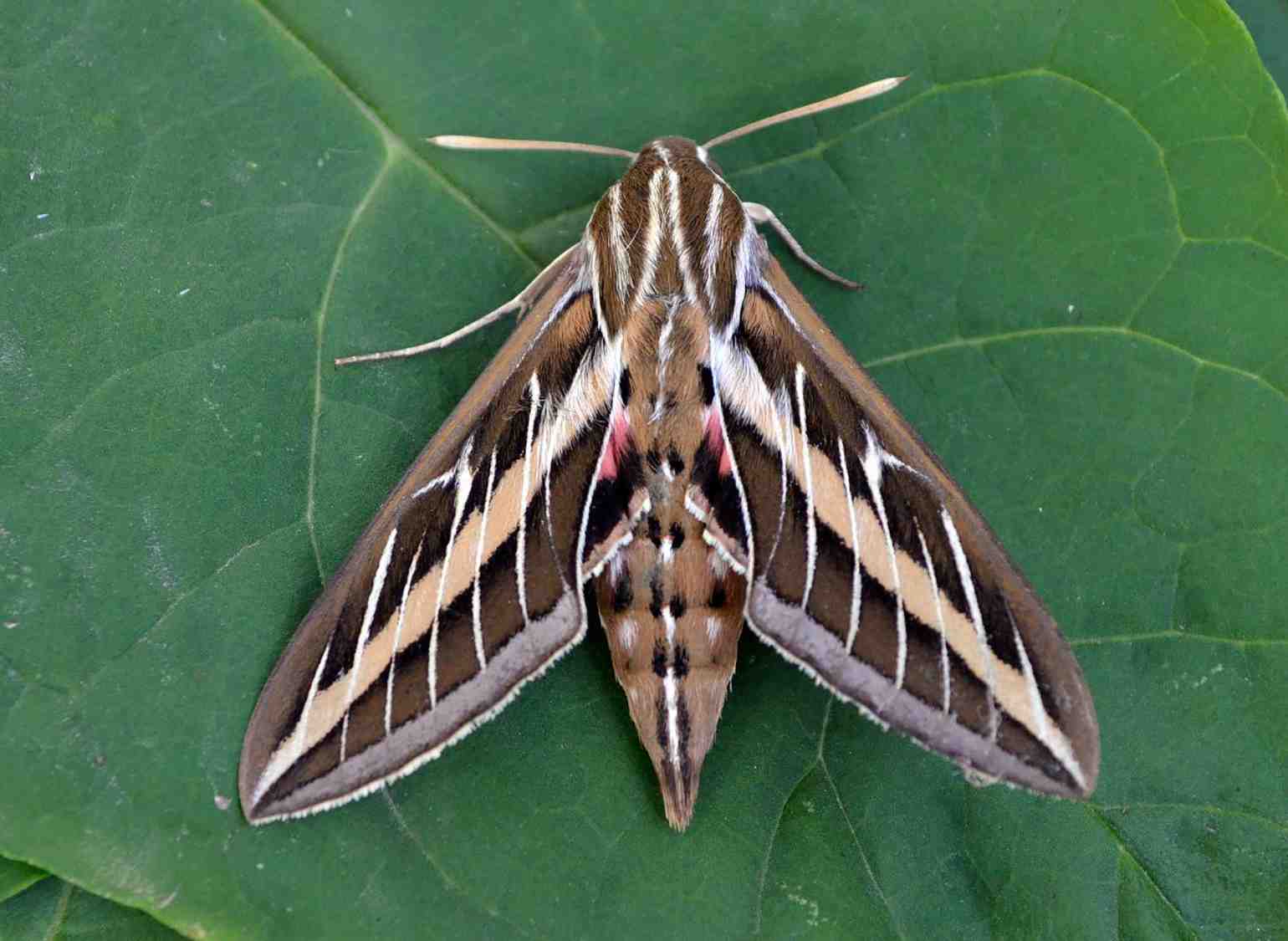 🔥 Free Download The Deceptive Sphinx Moth S Big Summer In Wisconsin ...