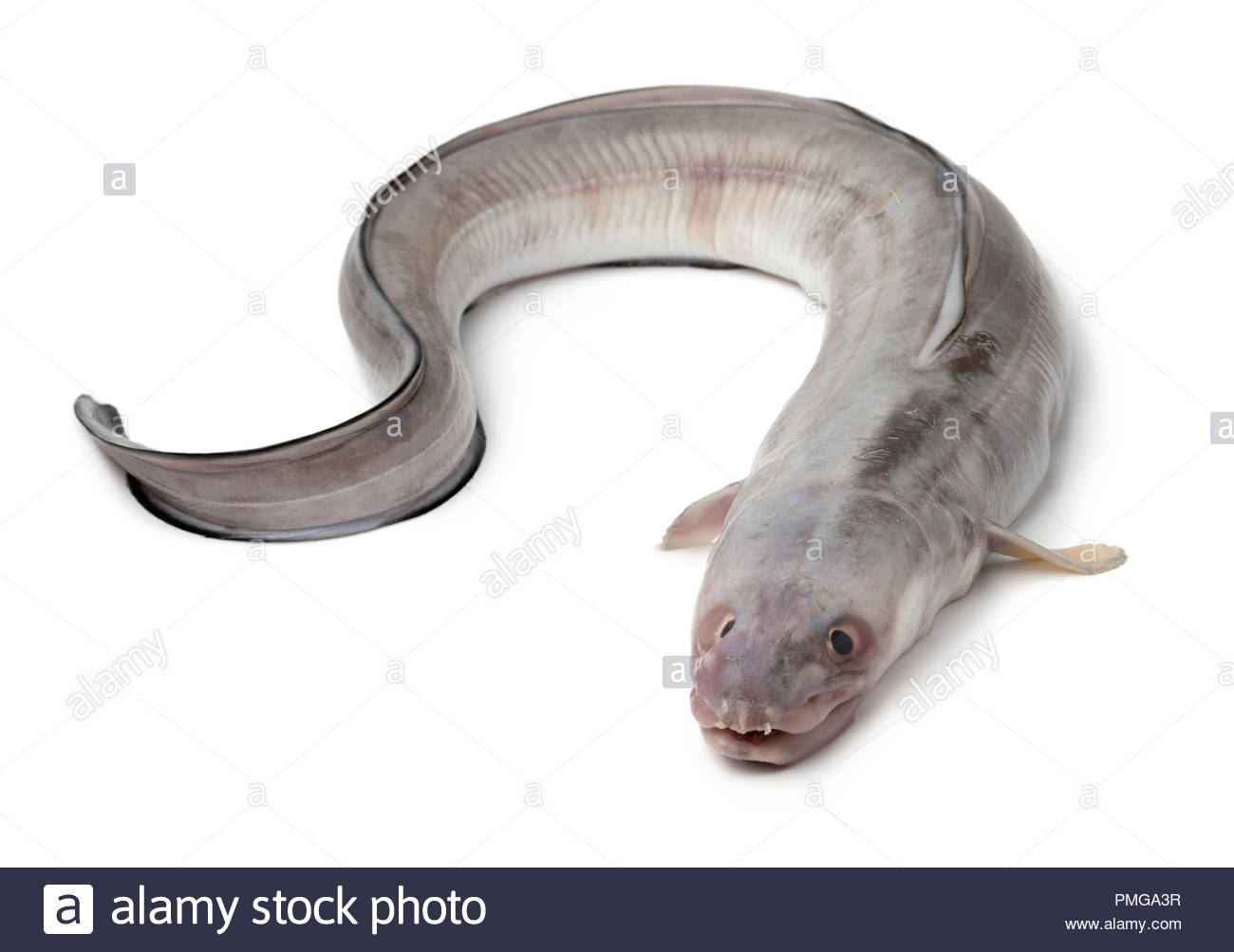 [36+] Eel Backgrounds | WallpaperSafari