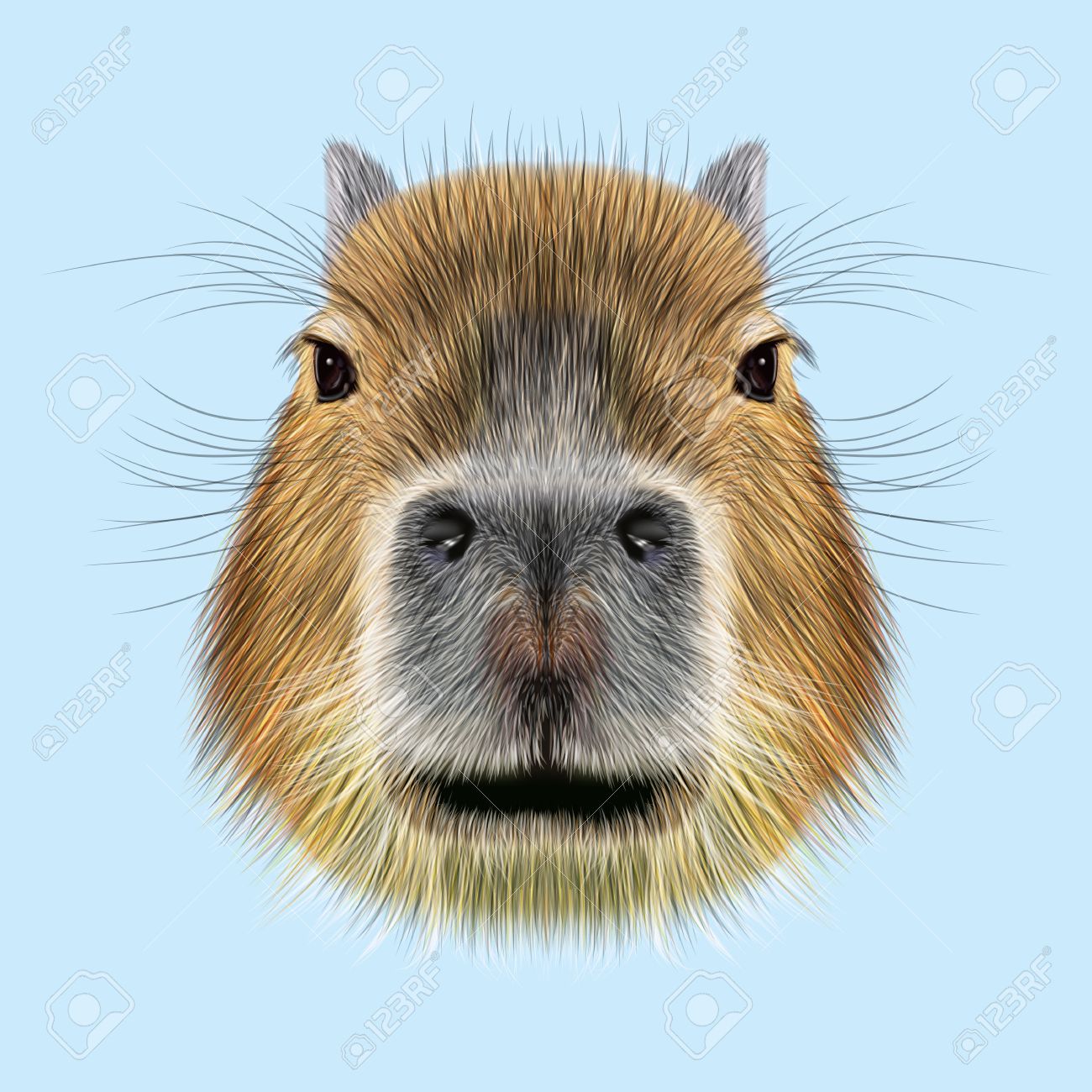 Capybara Wallpapers Images Photos Pictures Backgrounds