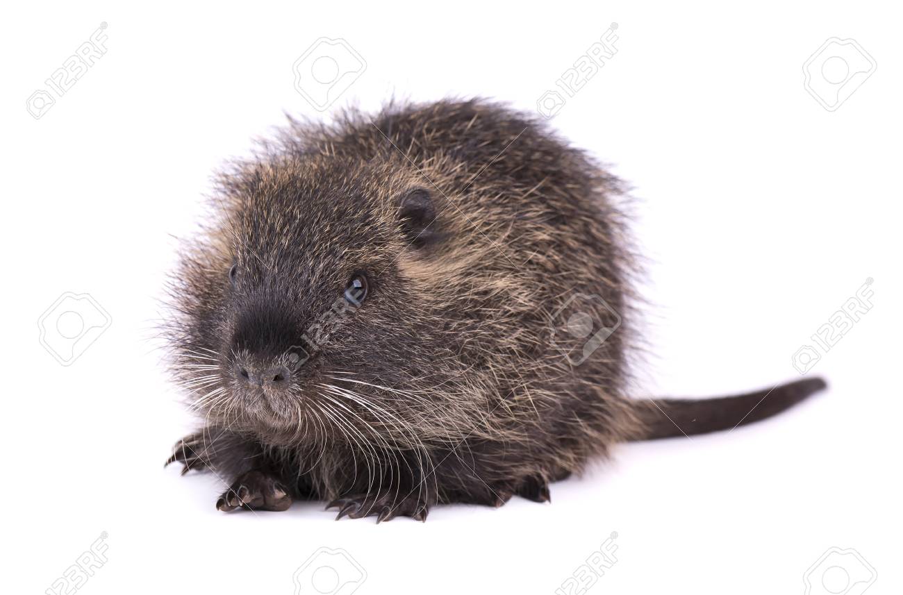 [38+] Nutria Backgrounds | WallpaperSafari