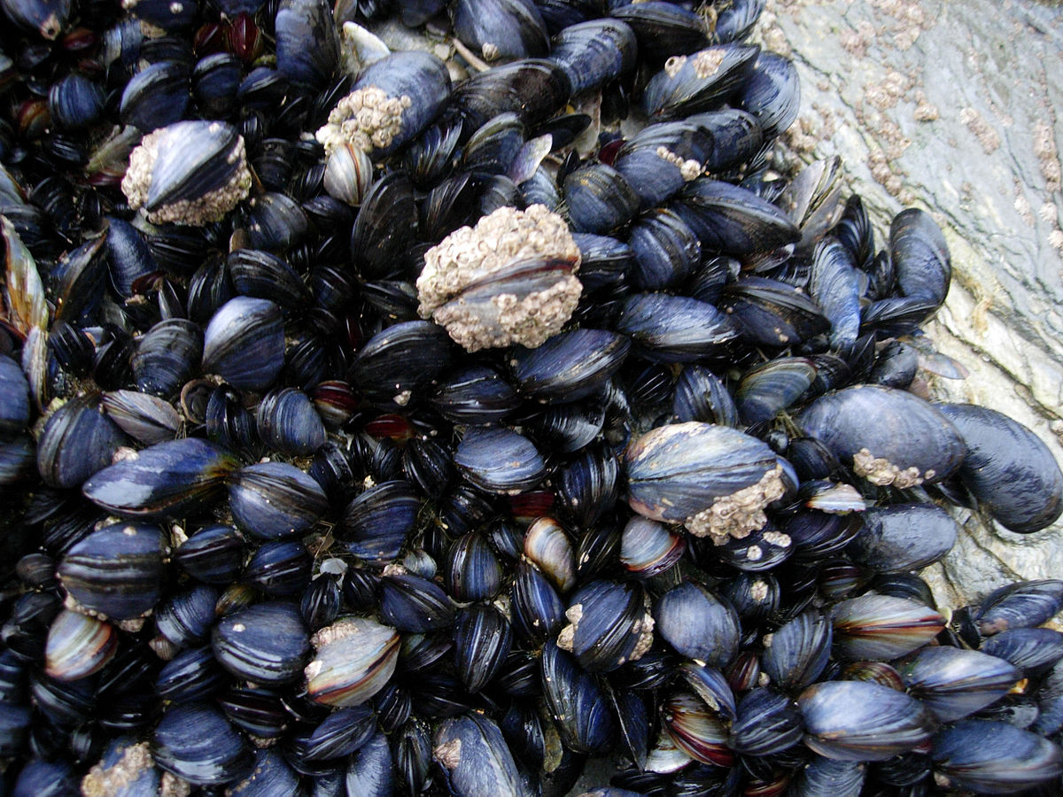 🔥 [40+] Mussel Wallpapers | WallpaperSafari